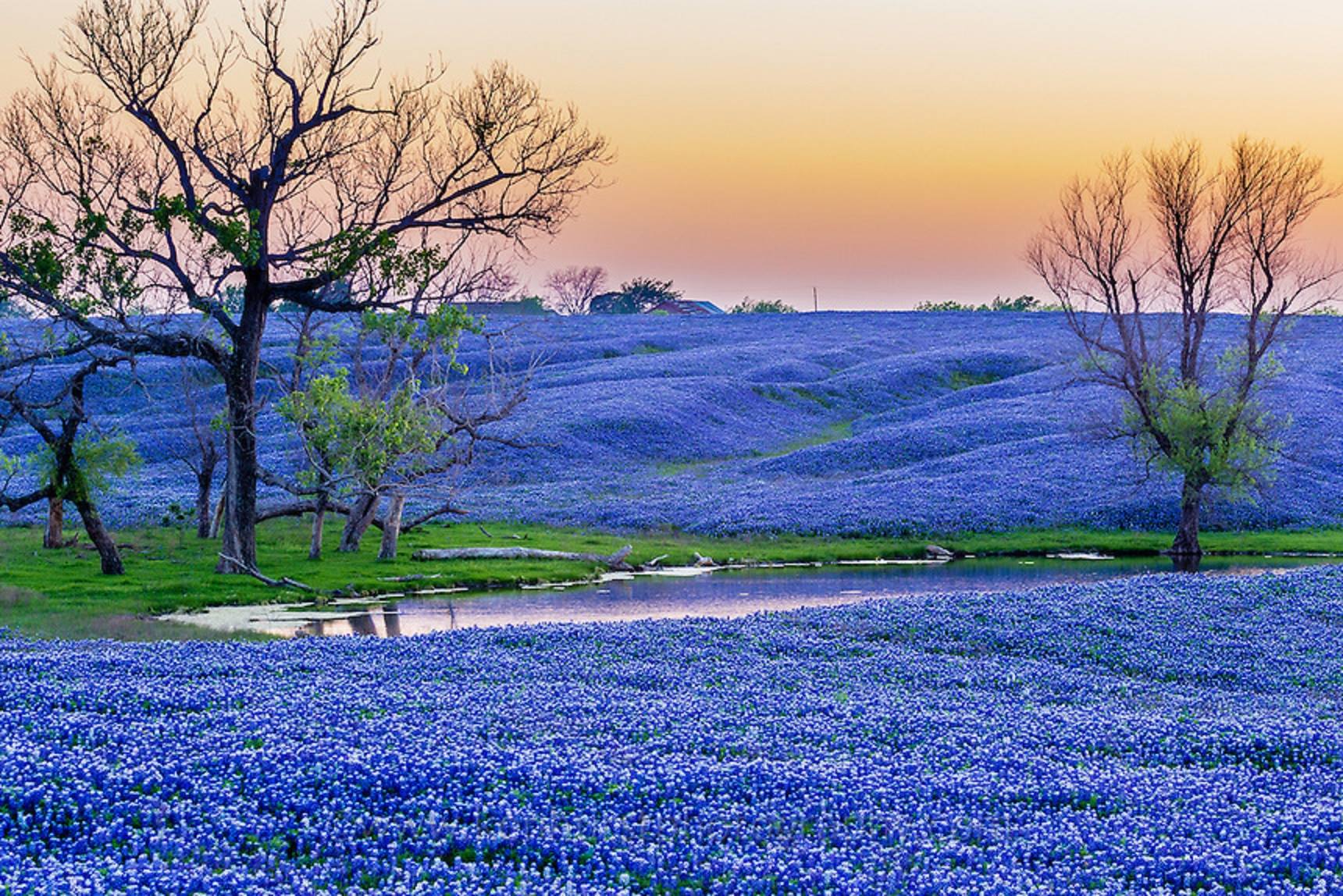Texas Spring Wallpapers - Top Free Texas Spring Backgrounds ...