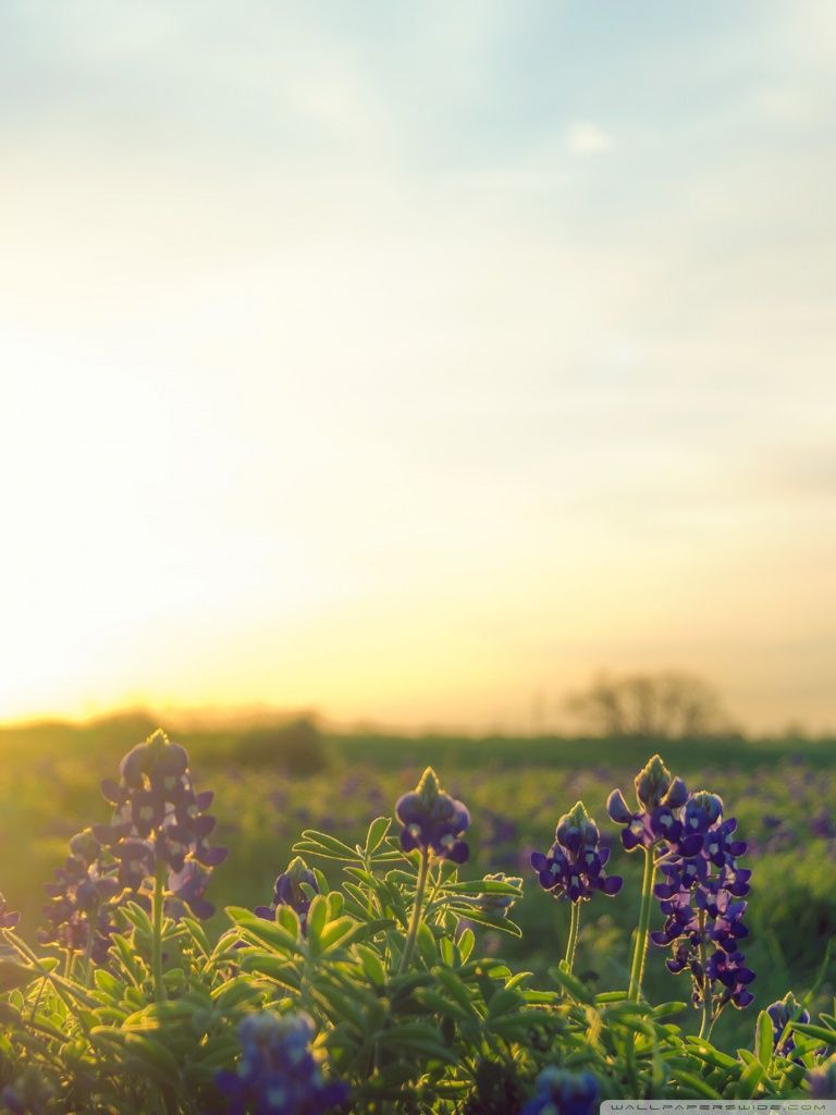 Texas Spring Wallpapers - Top Free Texas Spring Backgrounds ...