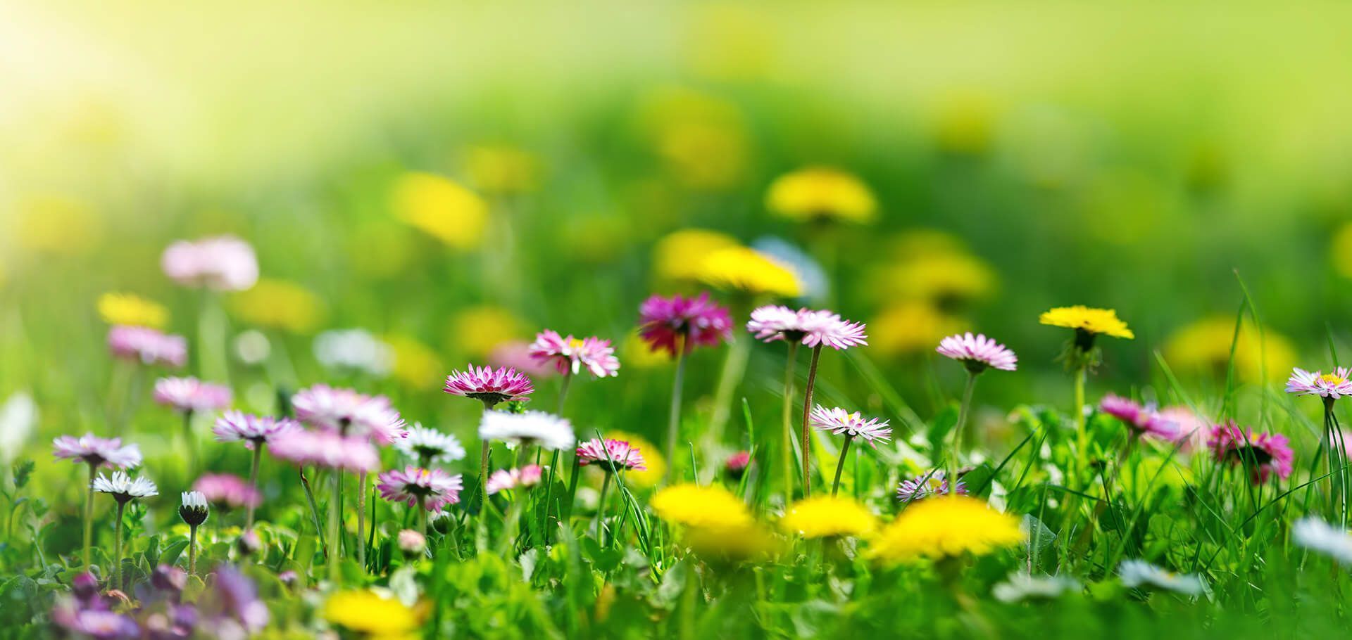 Texas Spring Wallpapers - Top Free Texas Spring Backgrounds ...