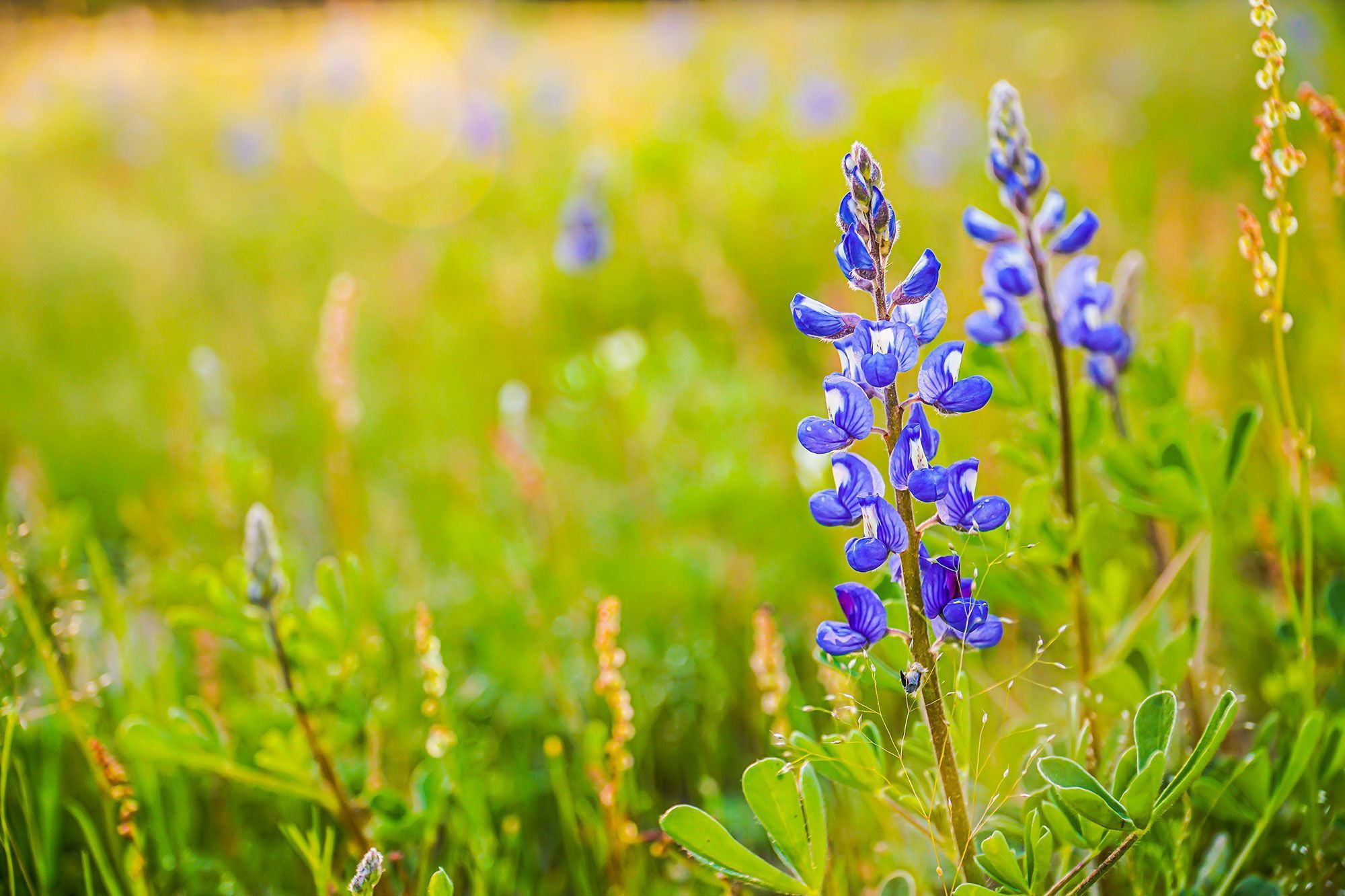 Texas Spring Wallpapers - Top Free Texas Spring Backgrounds ...