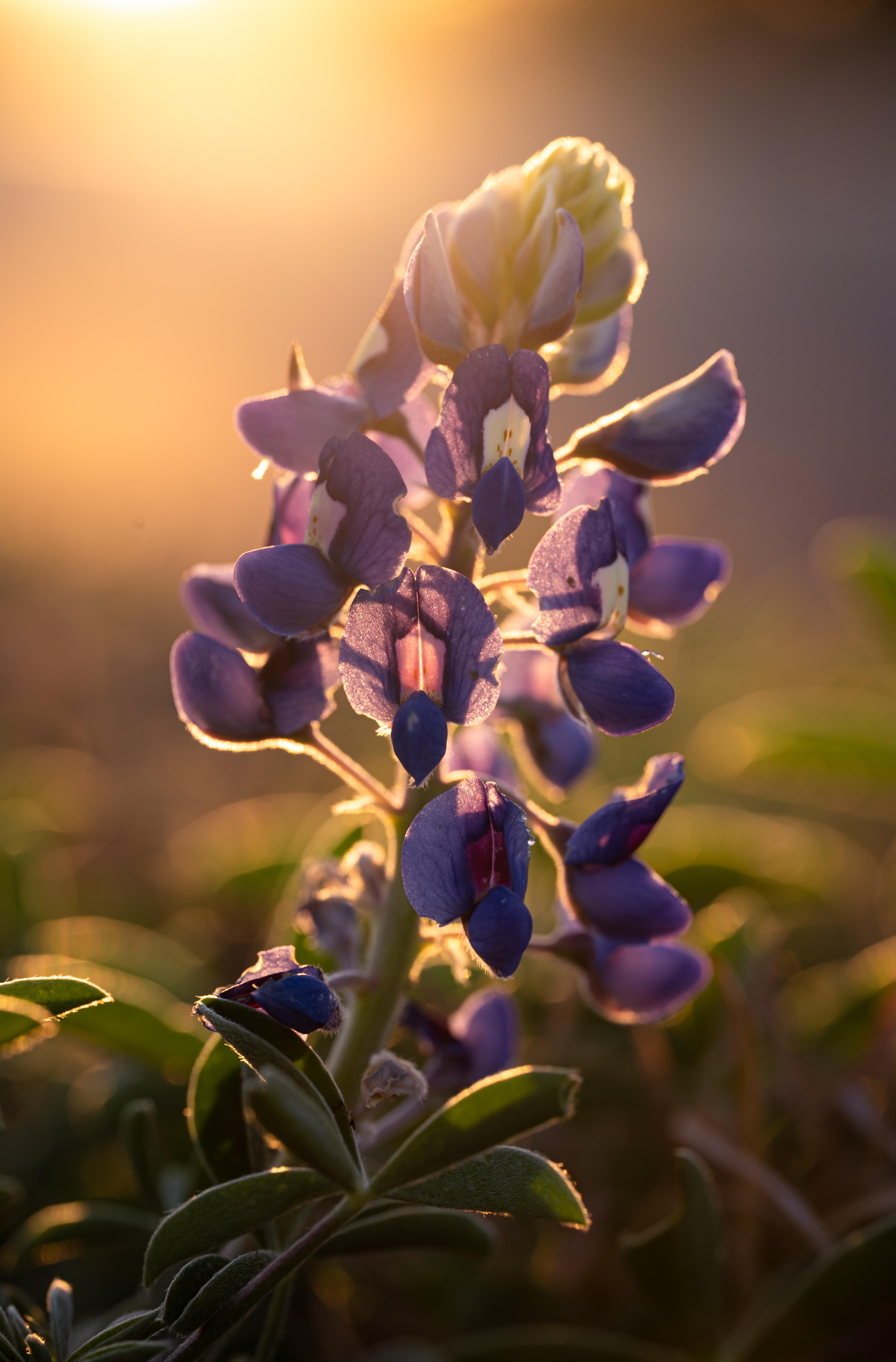 Texas Spring Wallpapers - Top Free Texas Spring Backgrounds ...