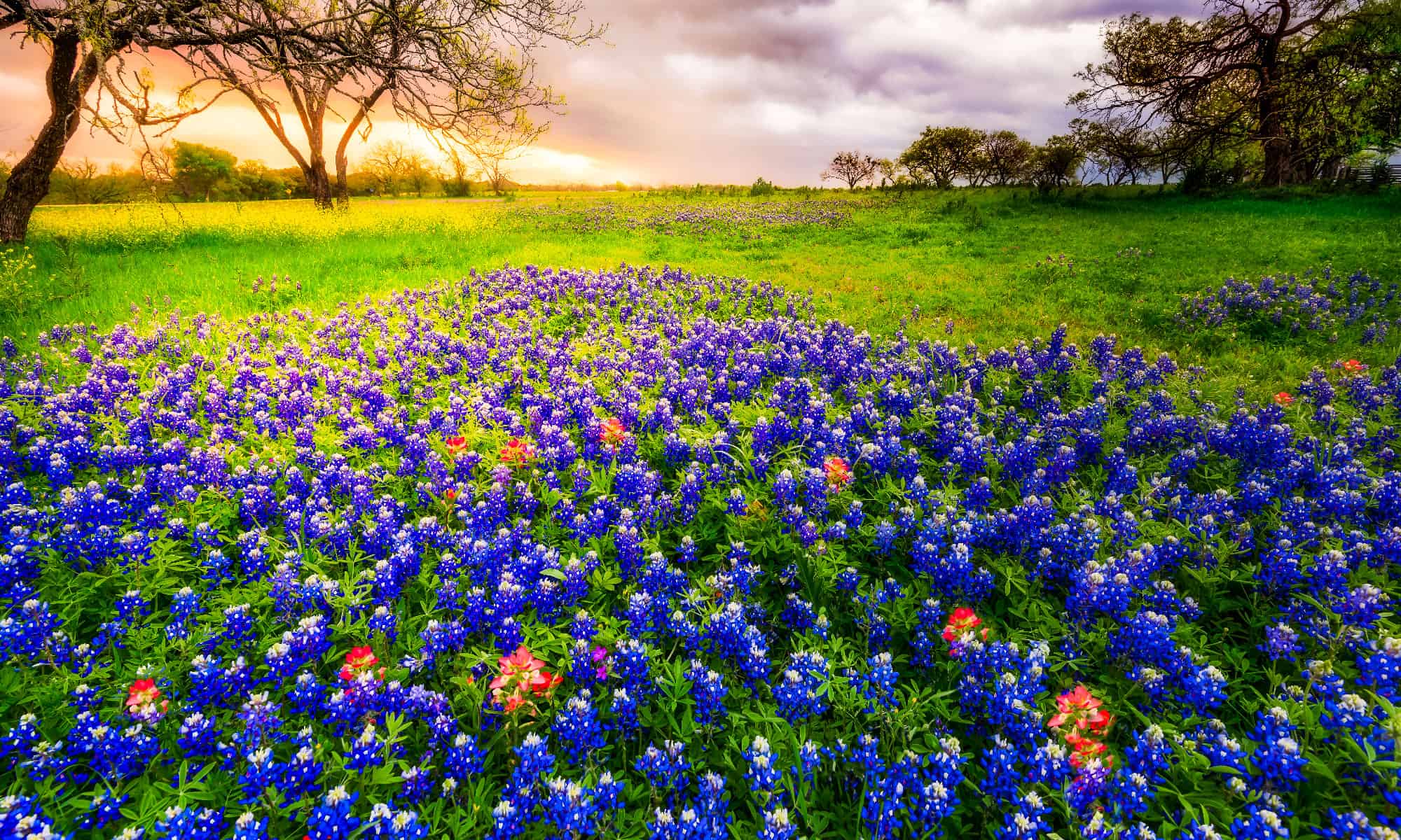 Texas Spring Wallpapers - Top Free Texas Spring Backgrounds ...
