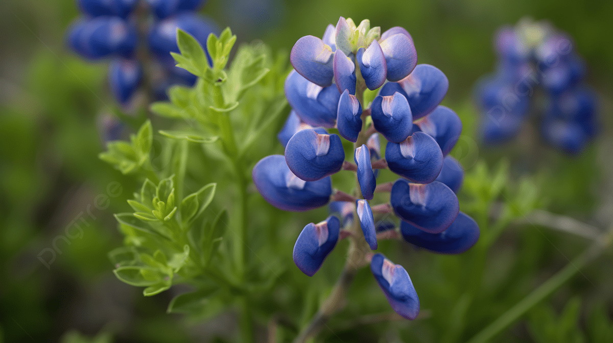 Texas Spring Wallpapers - Top Free Texas Spring Backgrounds ...