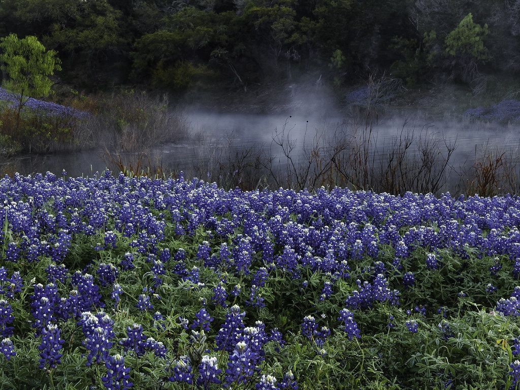 Texas Spring Wallpapers - Top Free Texas Spring Backgrounds ...