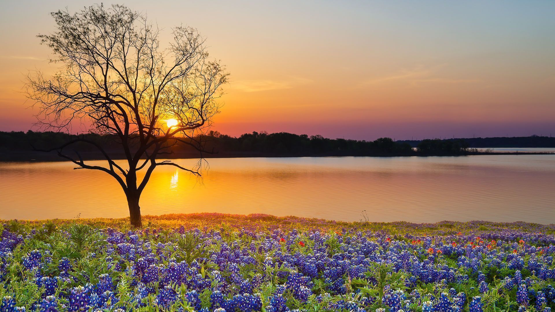 Texas Spring Wallpapers - Top Free Texas Spring Backgrounds ...