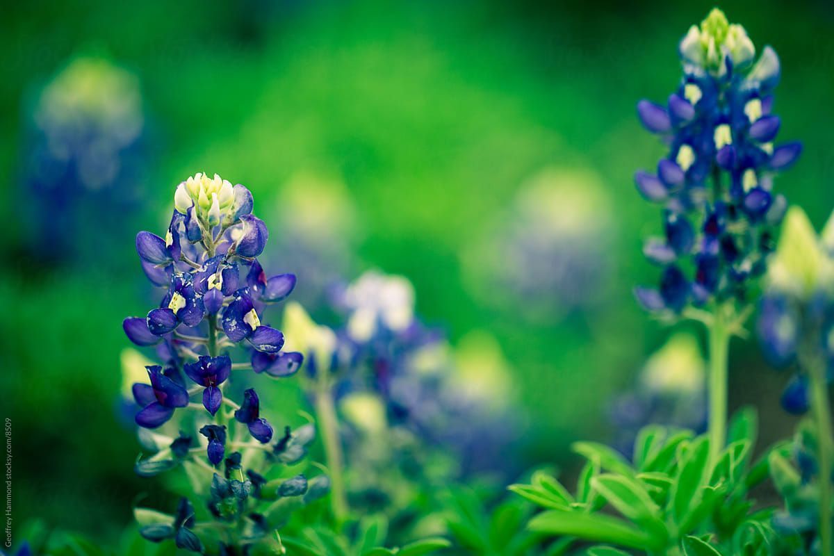 Texas Spring Wallpapers - Top Free Texas Spring Backgrounds ...