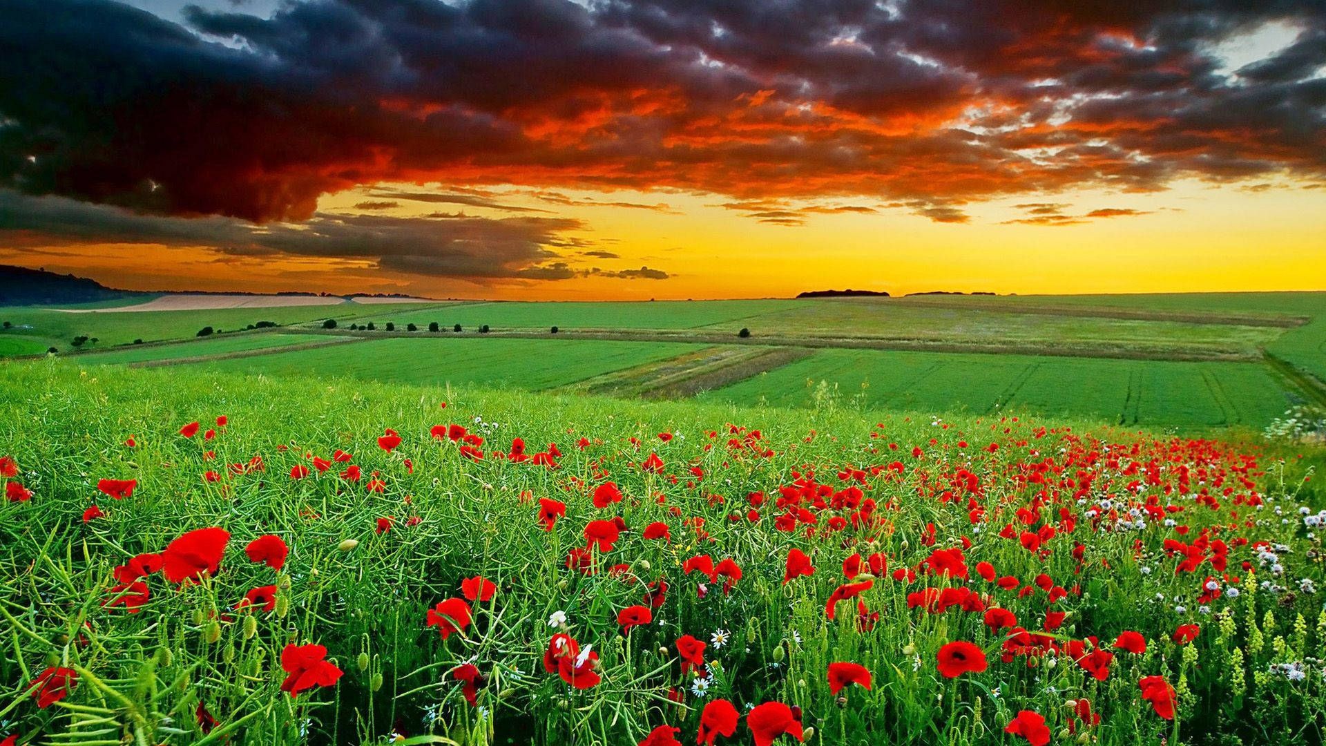 Field Landscape Wallpapers - Top Free Field Landscape Backgrounds ...