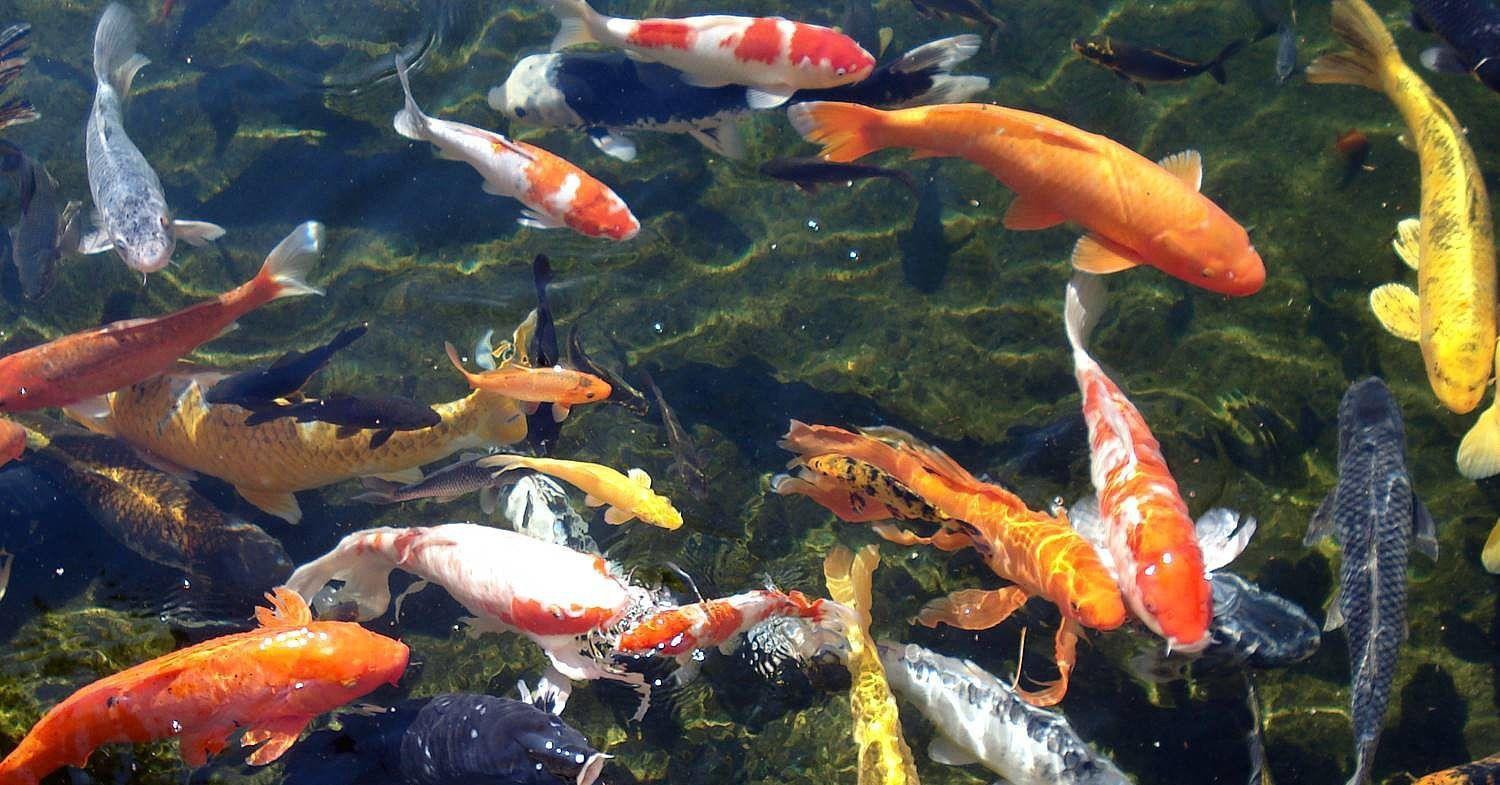 Live Koi Fish 4K Wallpapers - Top Free Live Koi Fish 4K Backgrounds ...