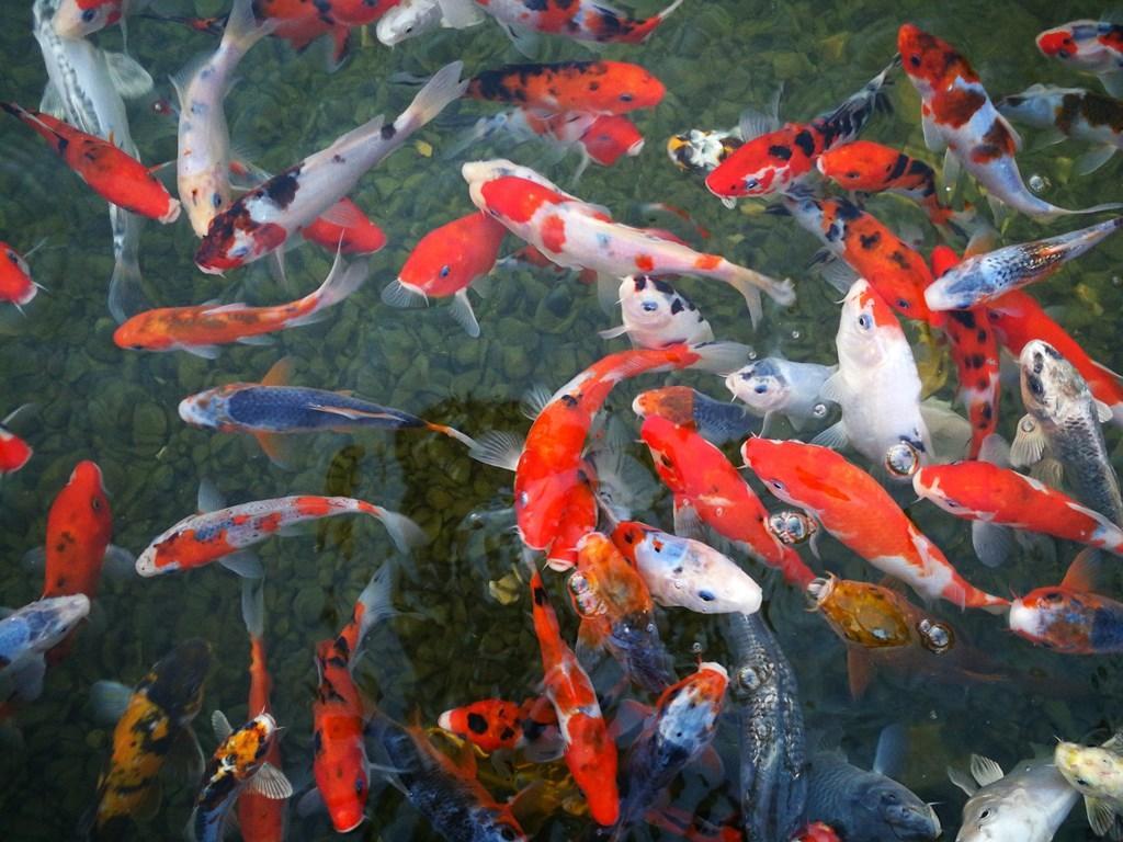 Japanese Koi Pond Wallpapers - Top Free Japanese Koi Pond Backgrounds ...