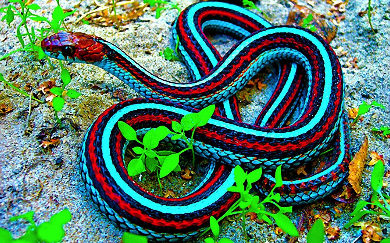 Red Snake Wallpapers - Top Free Red Snake Backgrounds - WallpaperAccess