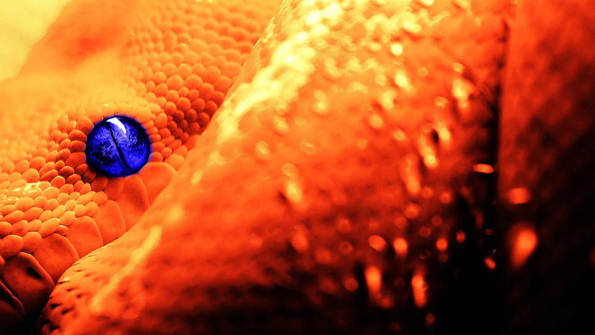 Red Snake Wallpapers - Top Free Red Snake Backgrounds - WallpaperAccess