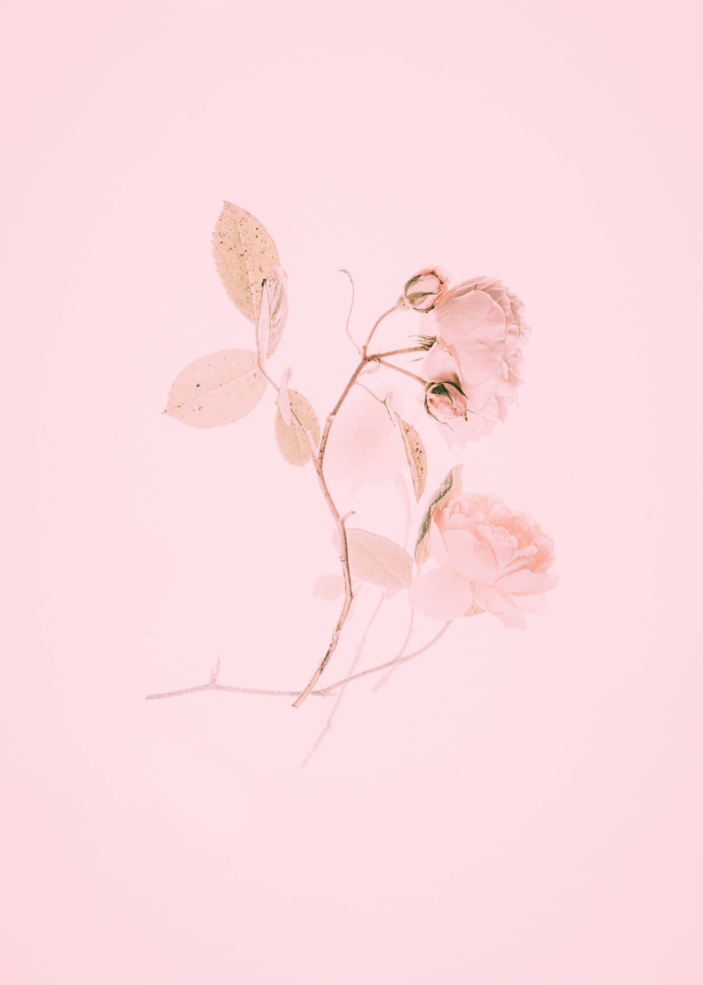 Soft Pink Aesthetic Wallpapers - Top Free Soft Pink Aesthetic ...