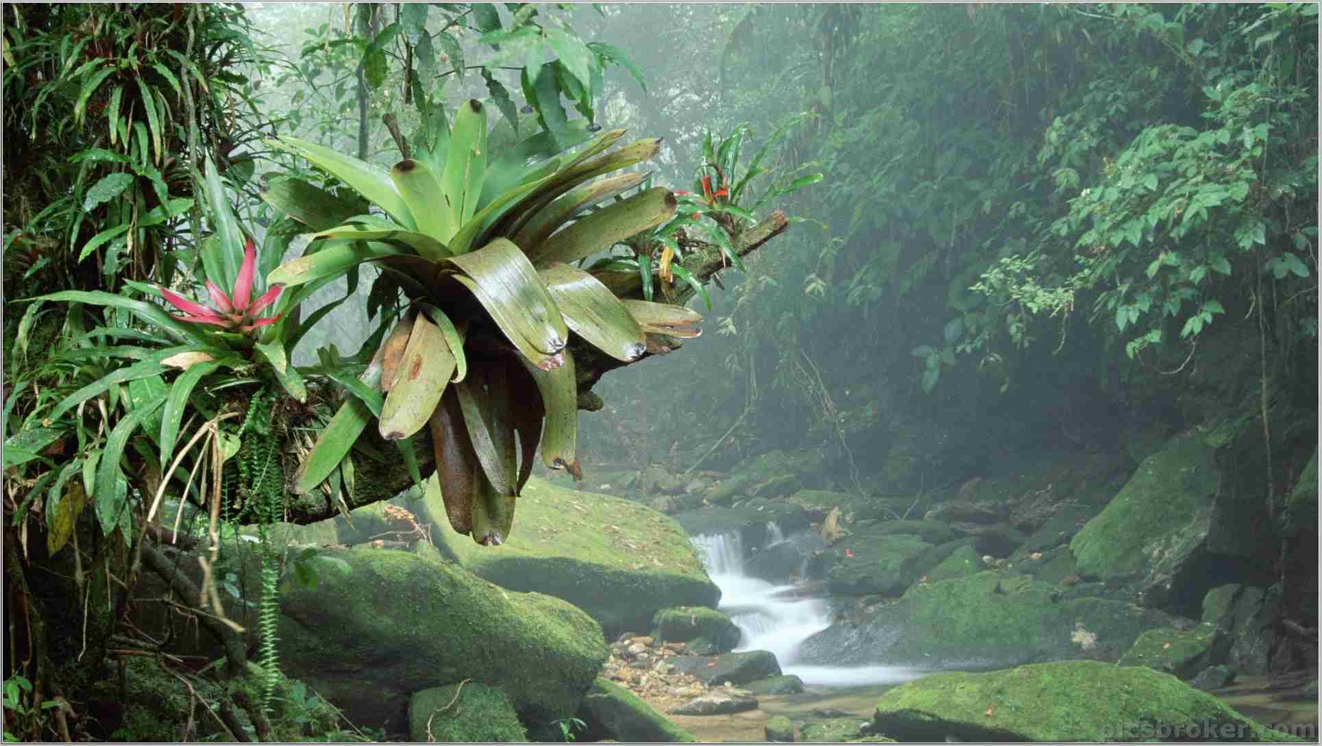 Amazon Jungle Wallpapers - Top Free Amazon Jungle Backgrounds ...