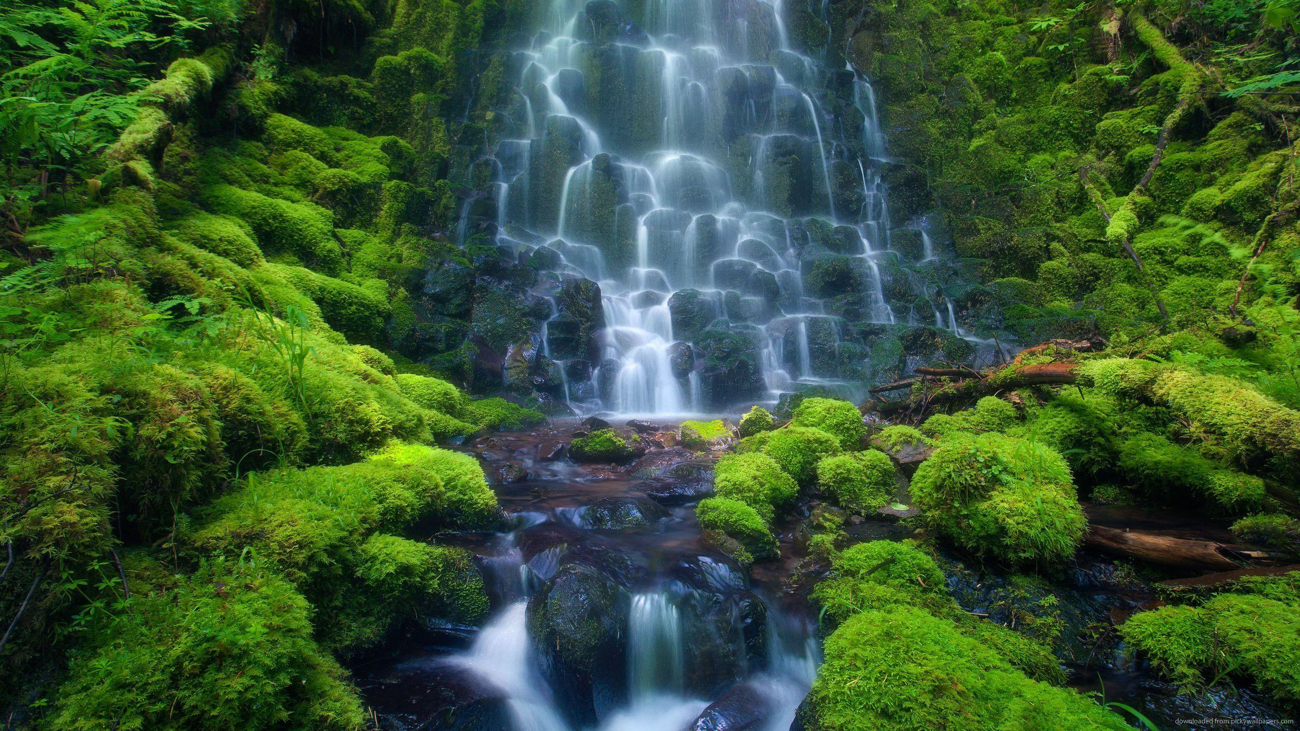 Amazon Jungle Wallpapers - Top Free Amazon Jungle Backgrounds ...