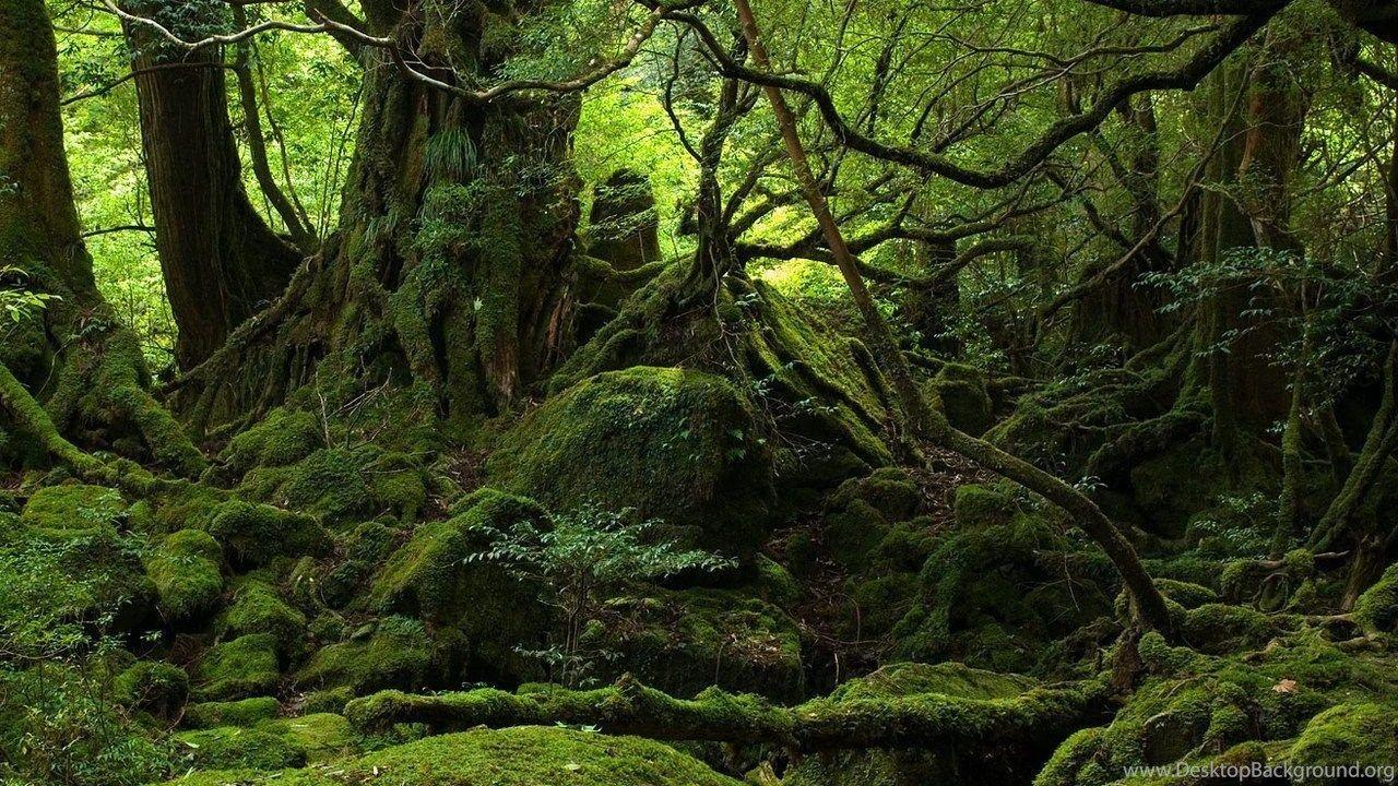 Amazon Jungle Wallpapers - Top Free Amazon Jungle Backgrounds ...