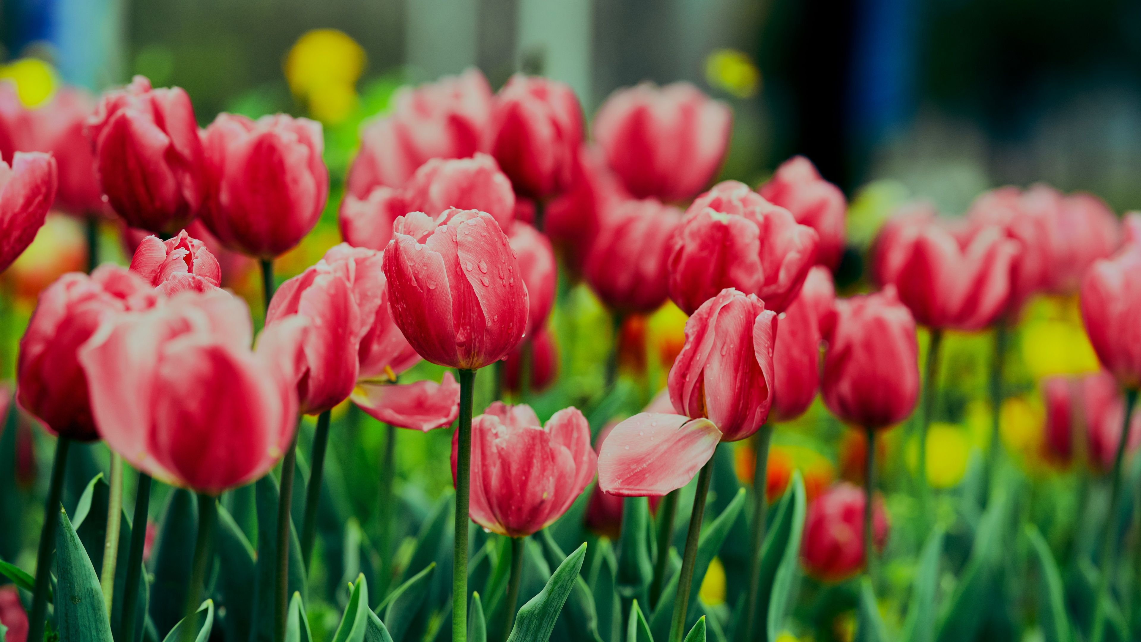 Tulips 4k Wallpapers - Top Free Tulips 4k Backgrounds - WallpaperAccess