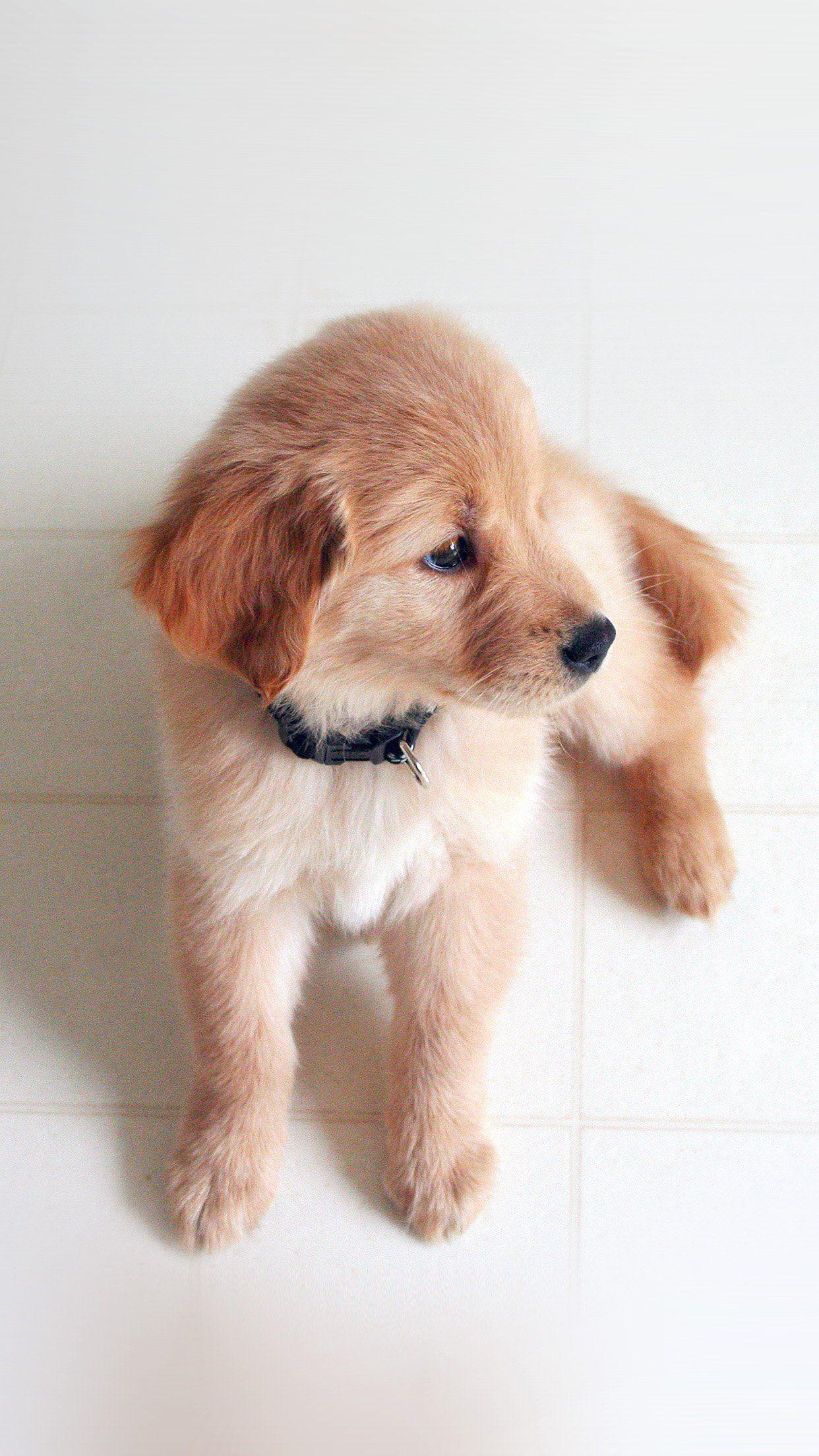 Dogs iPhone Wallpapers - Top Free Dogs iPhone Backgrounds - WallpaperAccess