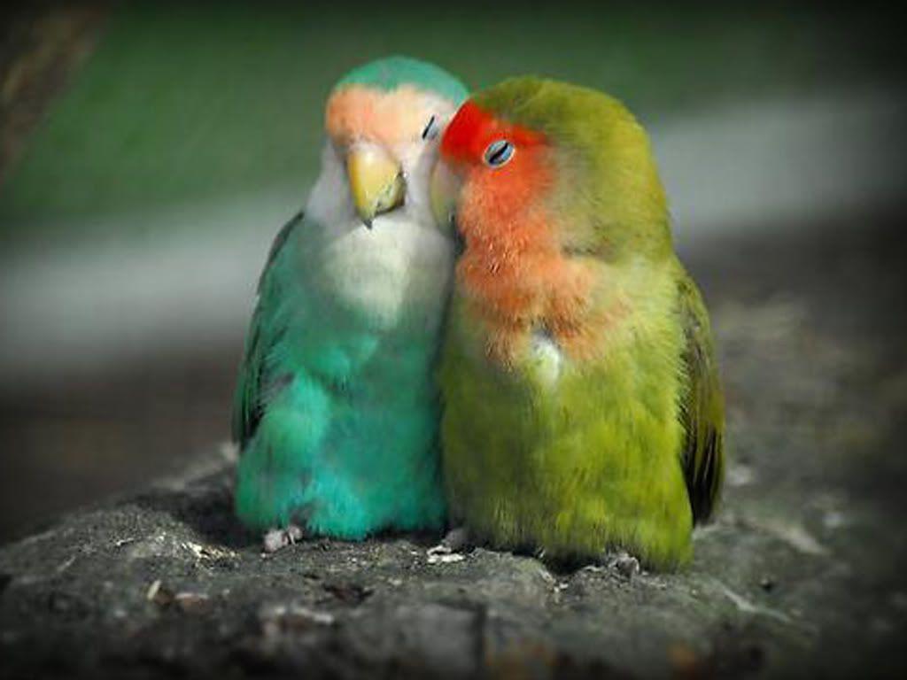 Love Birds Wallpapers - Top Free Love Birds Backgrounds - WallpaperAccess