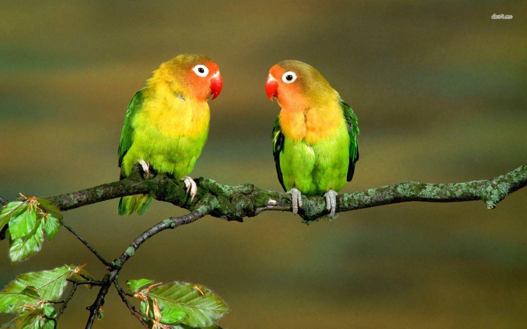 Love Birds Wallpapers - Top Free Love Birds Backgrounds - WallpaperAccess
