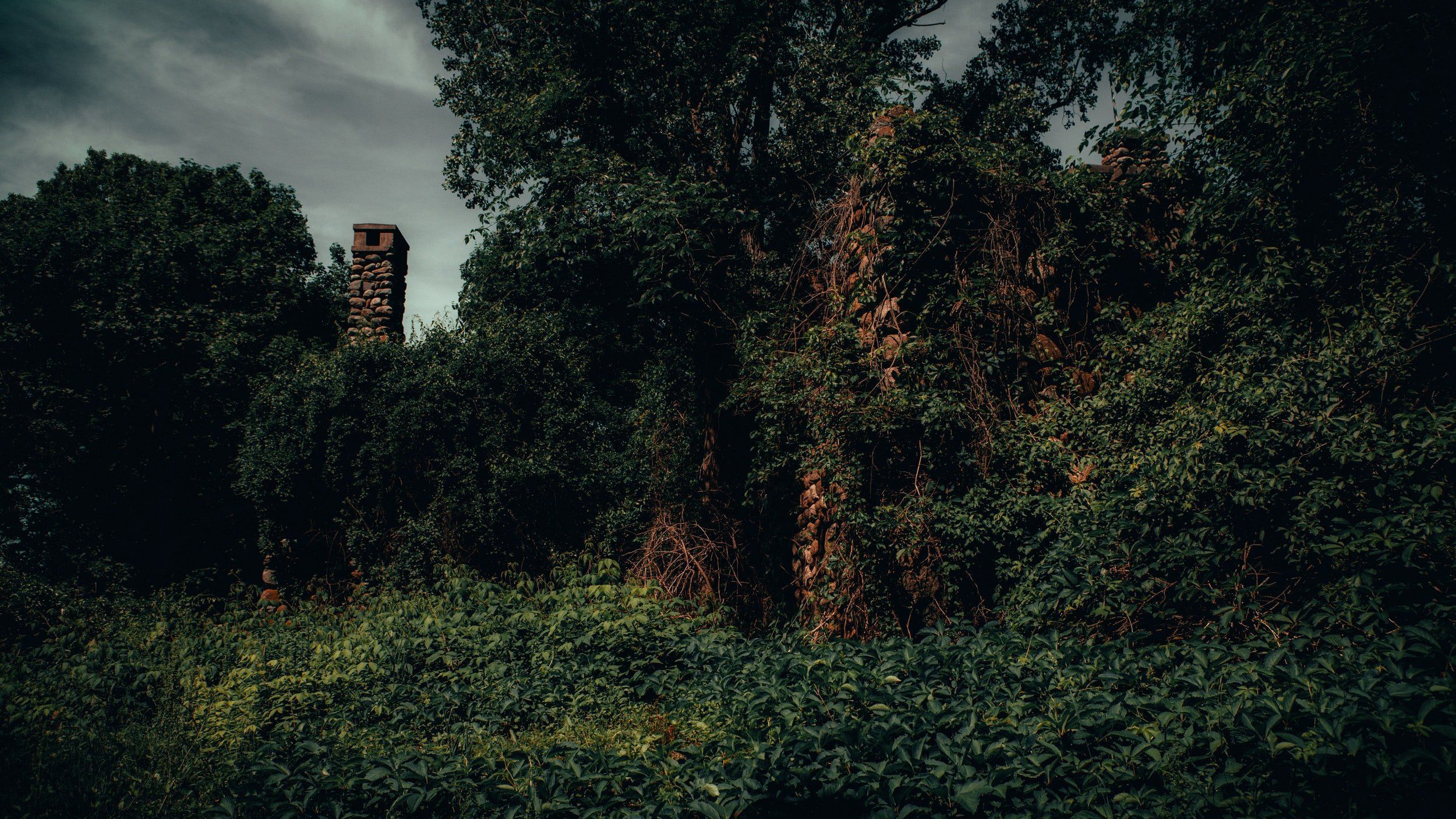 Attack On Titan Tree Wallpapers - Top Free Attack On Titan Tree ...