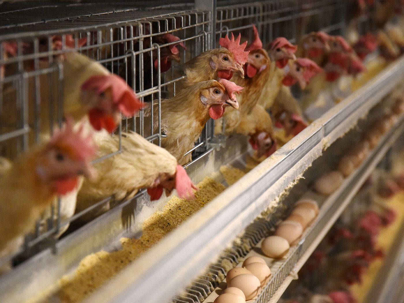 Poultry Farm Wallpapers - Top Free Poultry Farm Backgrounds ...