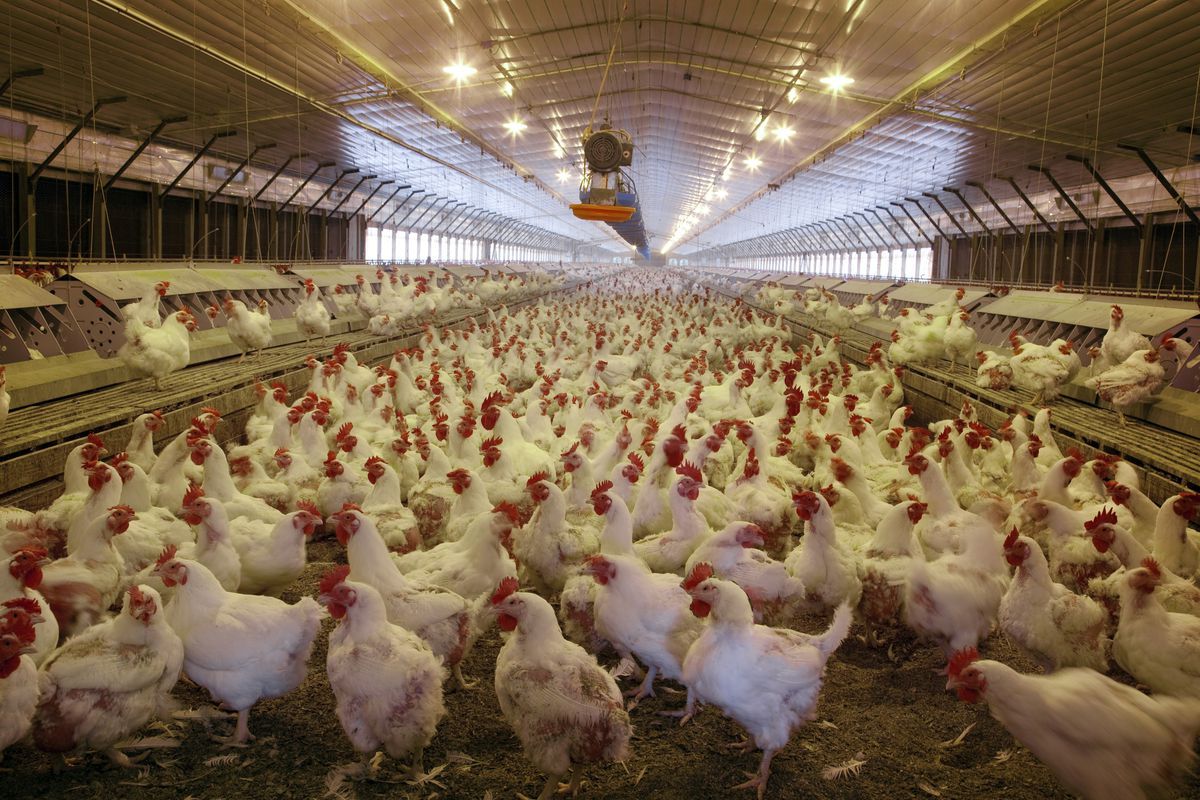Poultry Farm Wallpapers - Top Free Poultry Farm Backgrounds ...