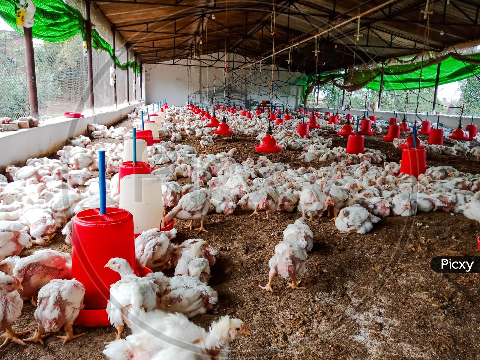 Poultry Farm Wallpapers - Top Free Poultry Farm Backgrounds ...