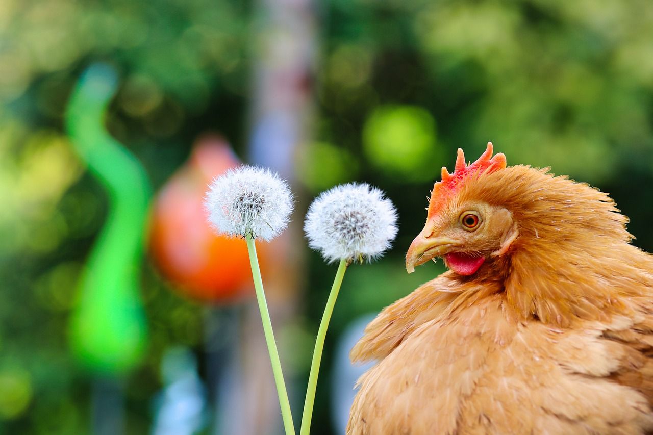 Poultry Farm Wallpapers - Top Free Poultry Farm Backgrounds ...