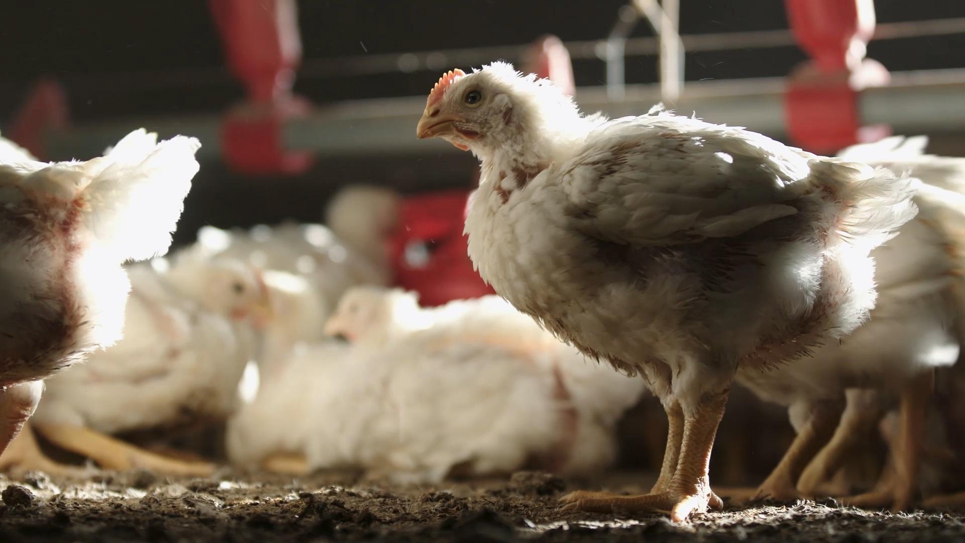 Poultry Farm Wallpapers - Top Free Poultry Farm Backgrounds ...