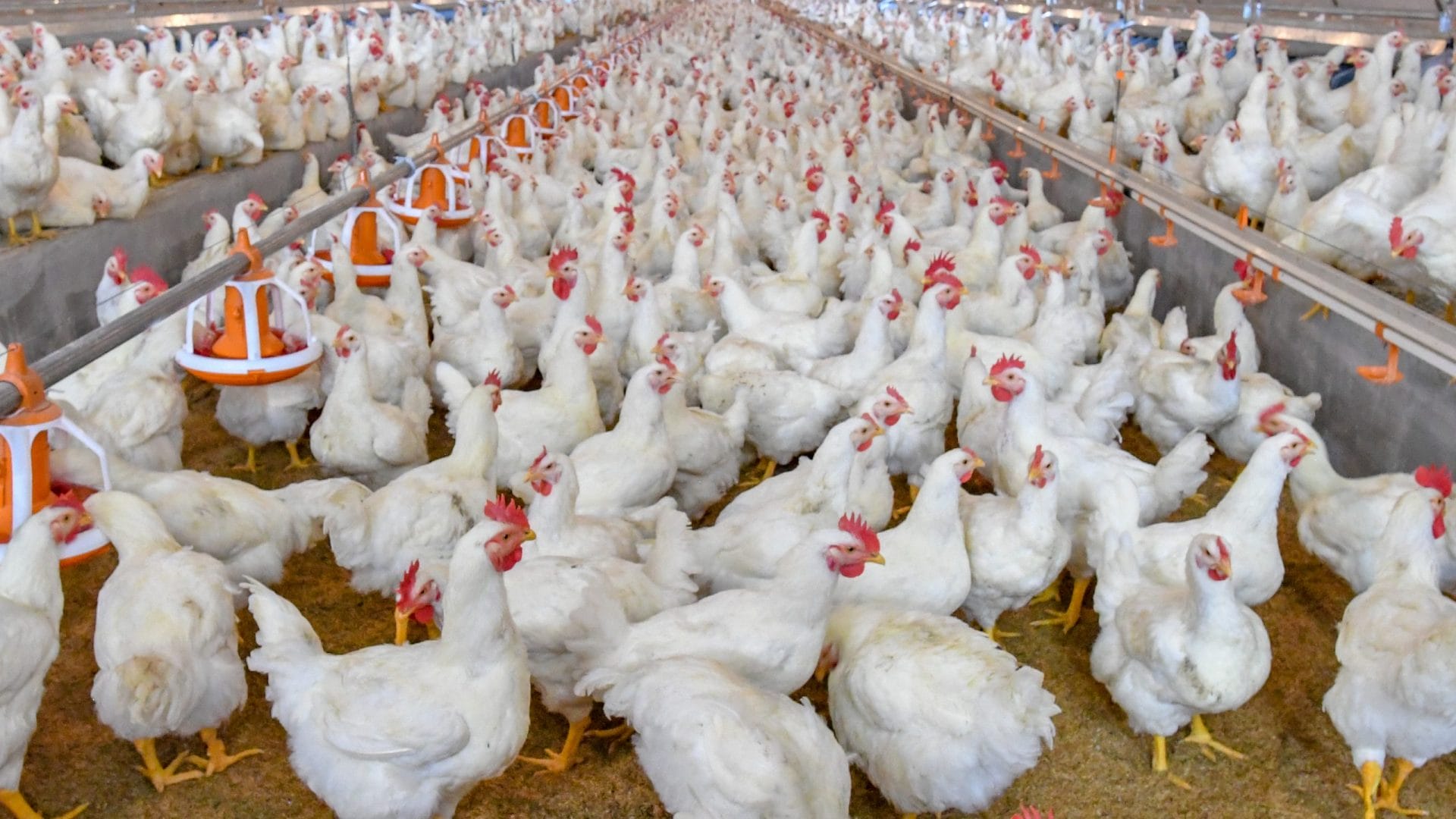 Poultry Farm Wallpapers - Top Free Poultry Farm Backgrounds ...