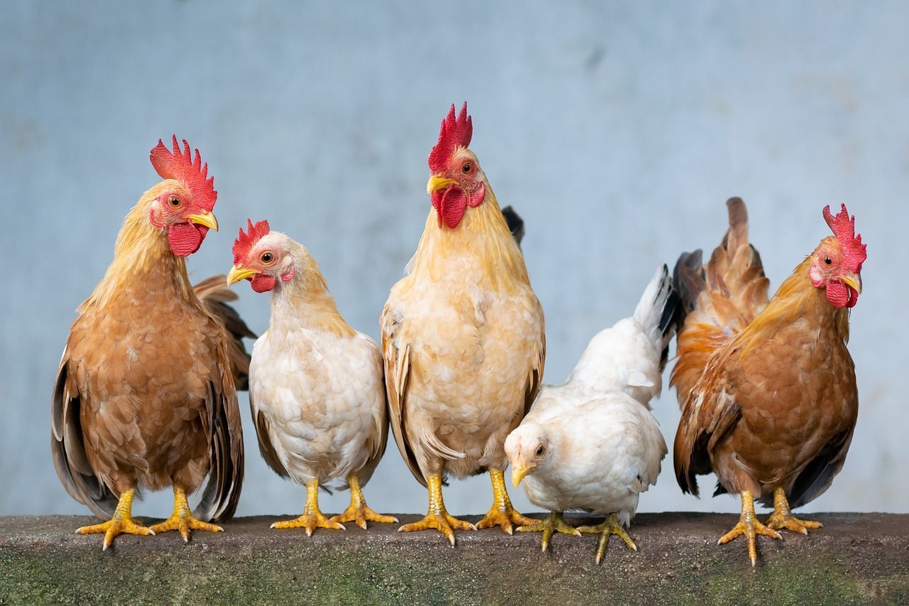 Poultry Farm Wallpapers - Top Free Poultry Farm Backgrounds ...