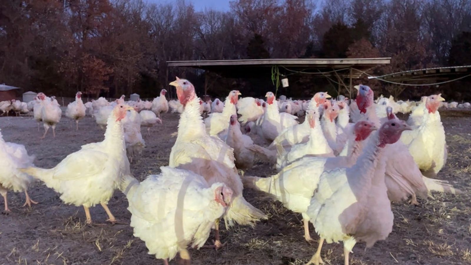 Poultry Farm Wallpapers - Top Free Poultry Farm Backgrounds ...