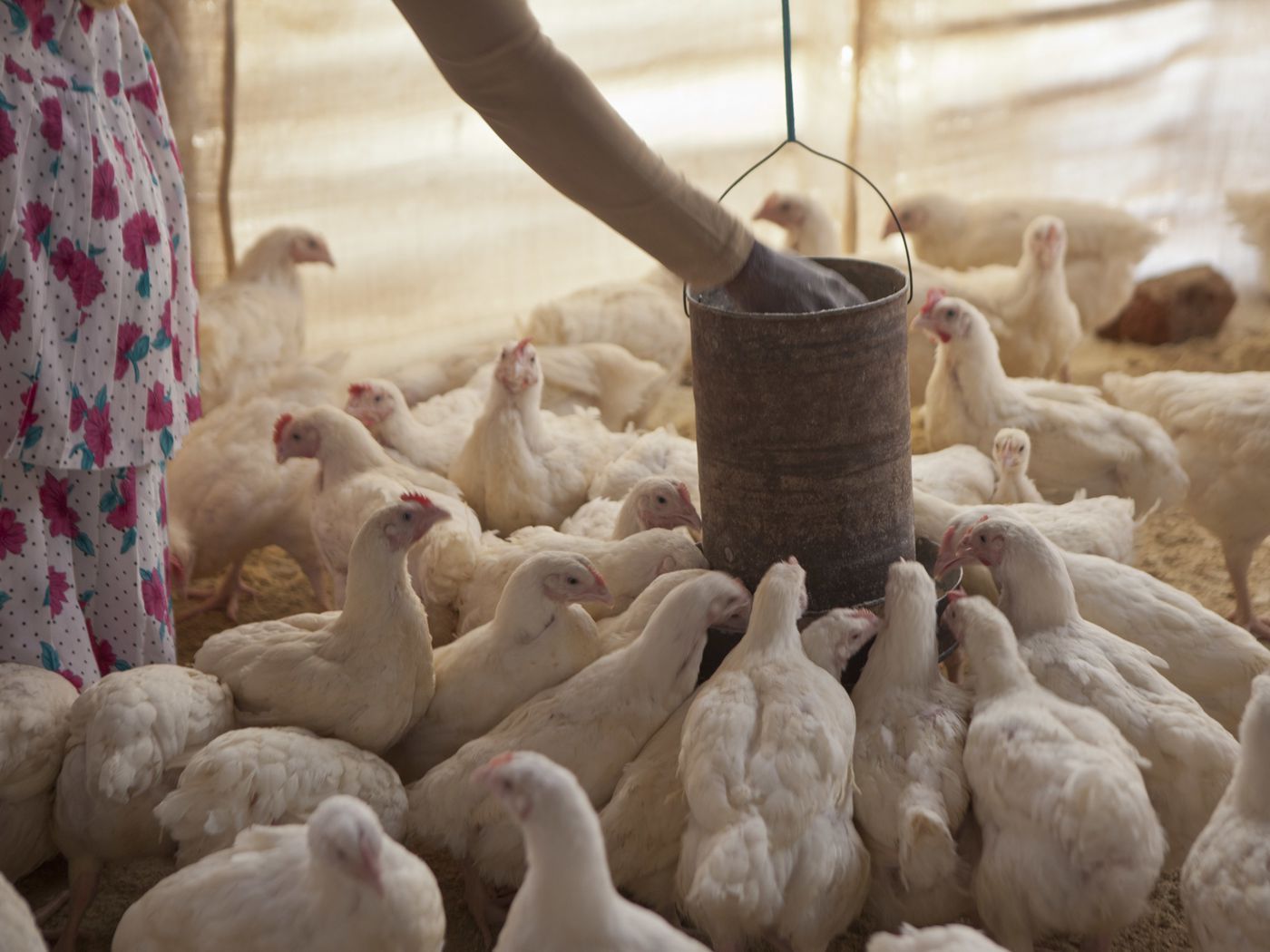 Poultry Farm Wallpapers - Top Free Poultry Farm Backgrounds ...