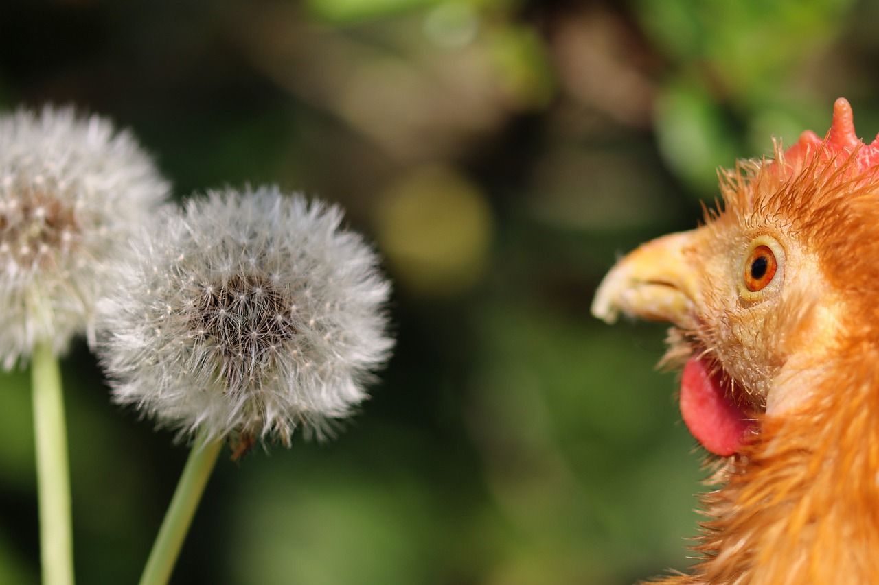 Poultry Farm Wallpapers - Top Free Poultry Farm Backgrounds ...