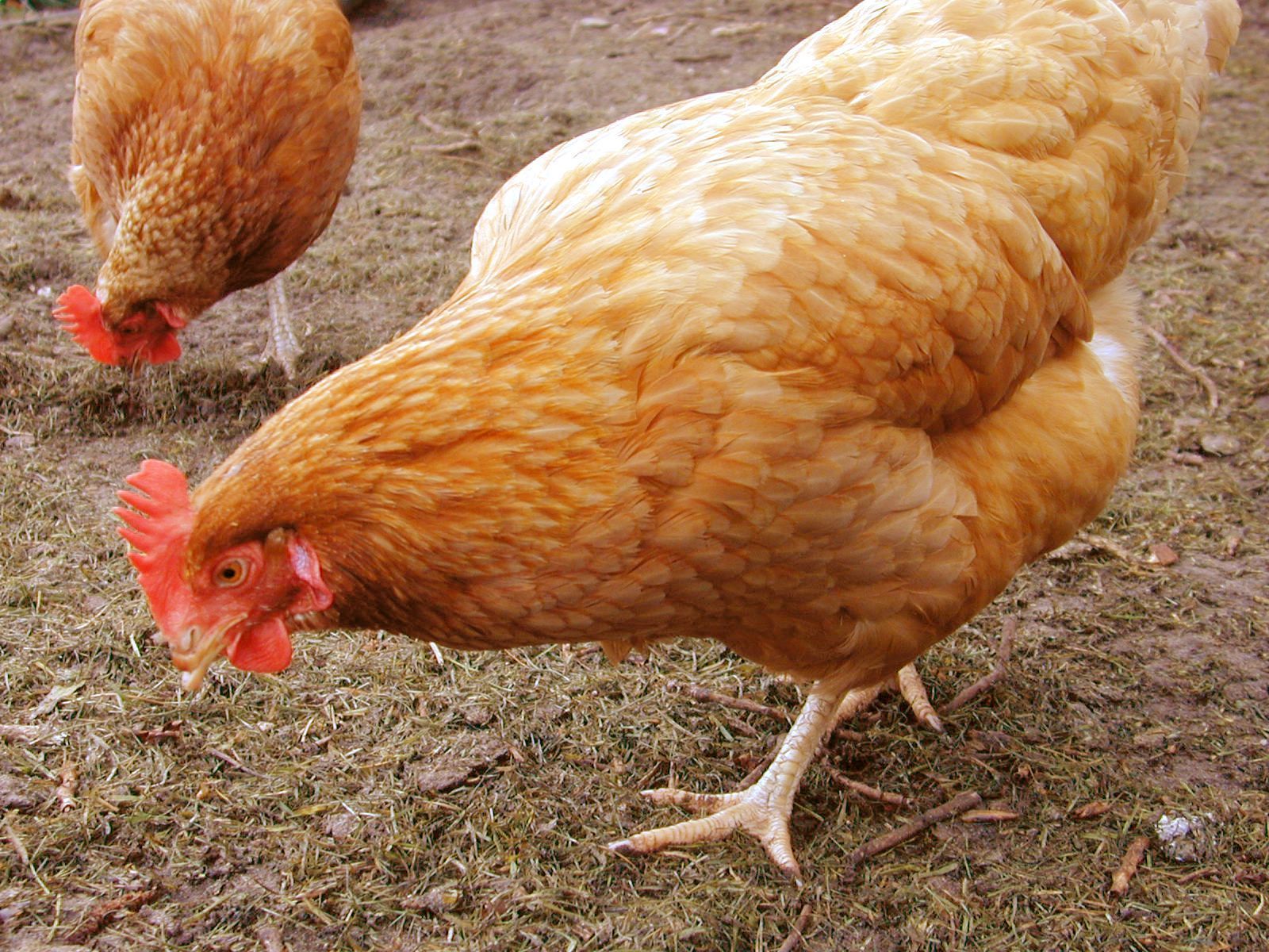 Poultry Farm Wallpapers - Top Free Poultry Farm Backgrounds ...