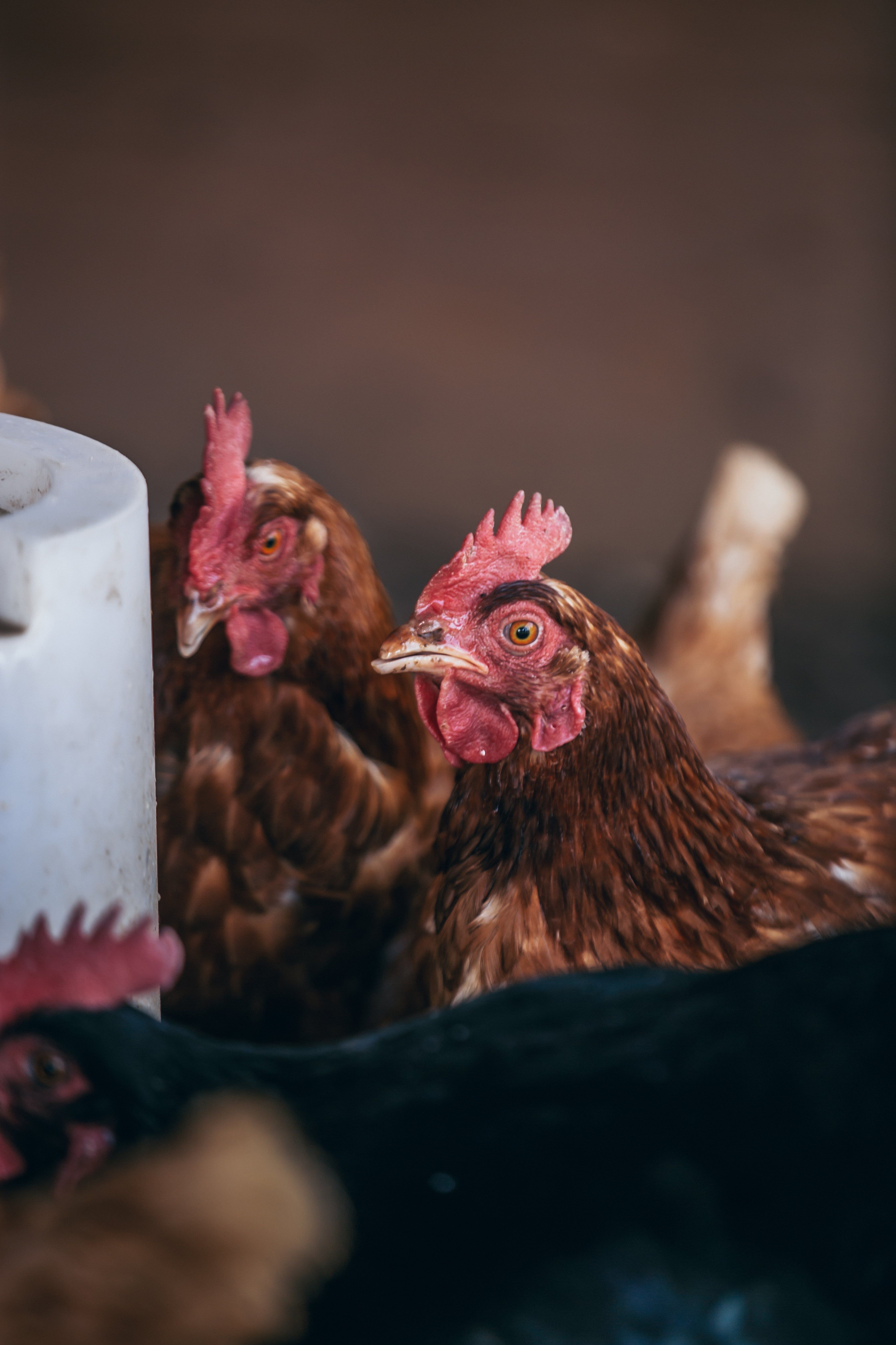 Poultry Farm Wallpapers - Top Free Poultry Farm Backgrounds ...