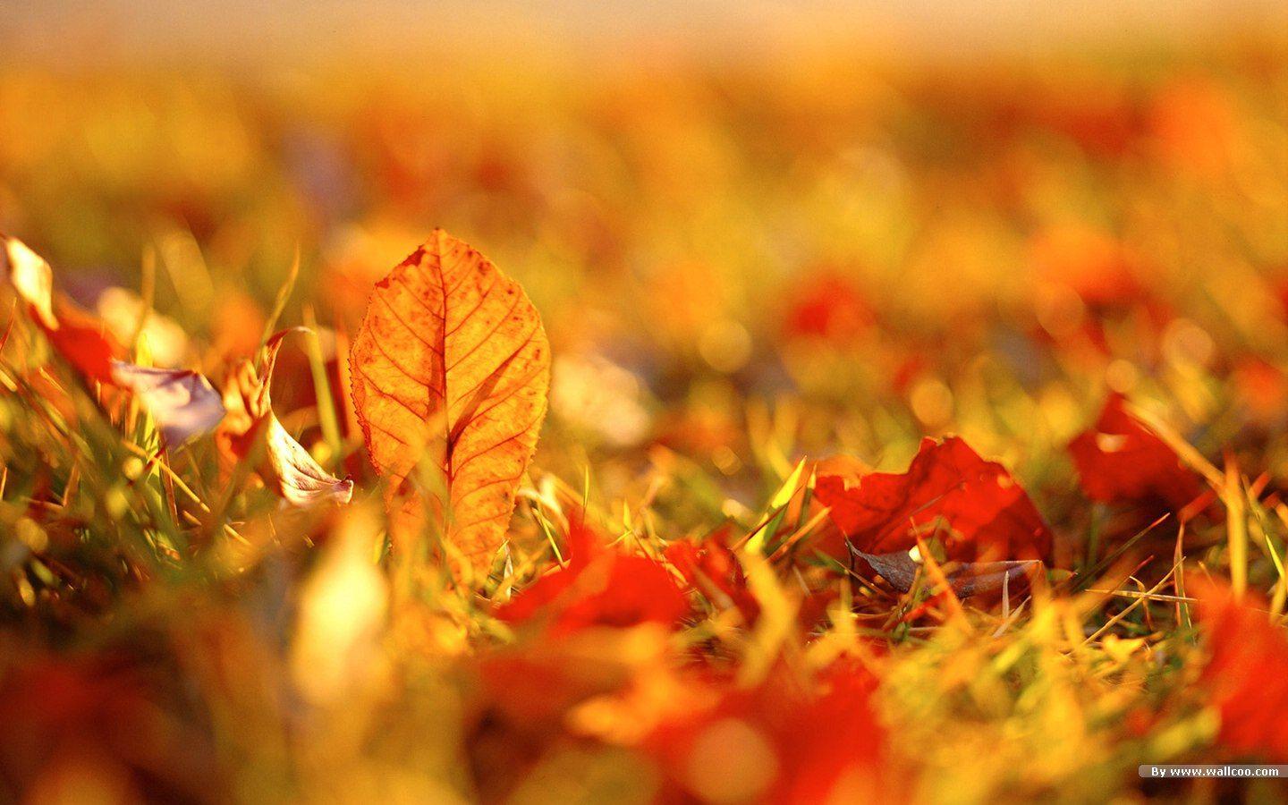 HD Fall Desktop Wallpapers - Top Free HD Fall Desktop Backgrounds ...