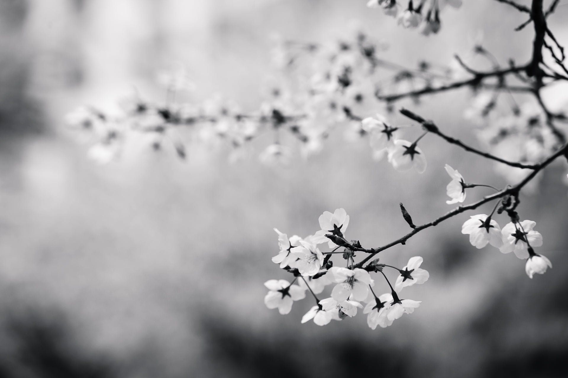 Black and White Sakura Wallpapers - Top Free Black and White Sakura ...
