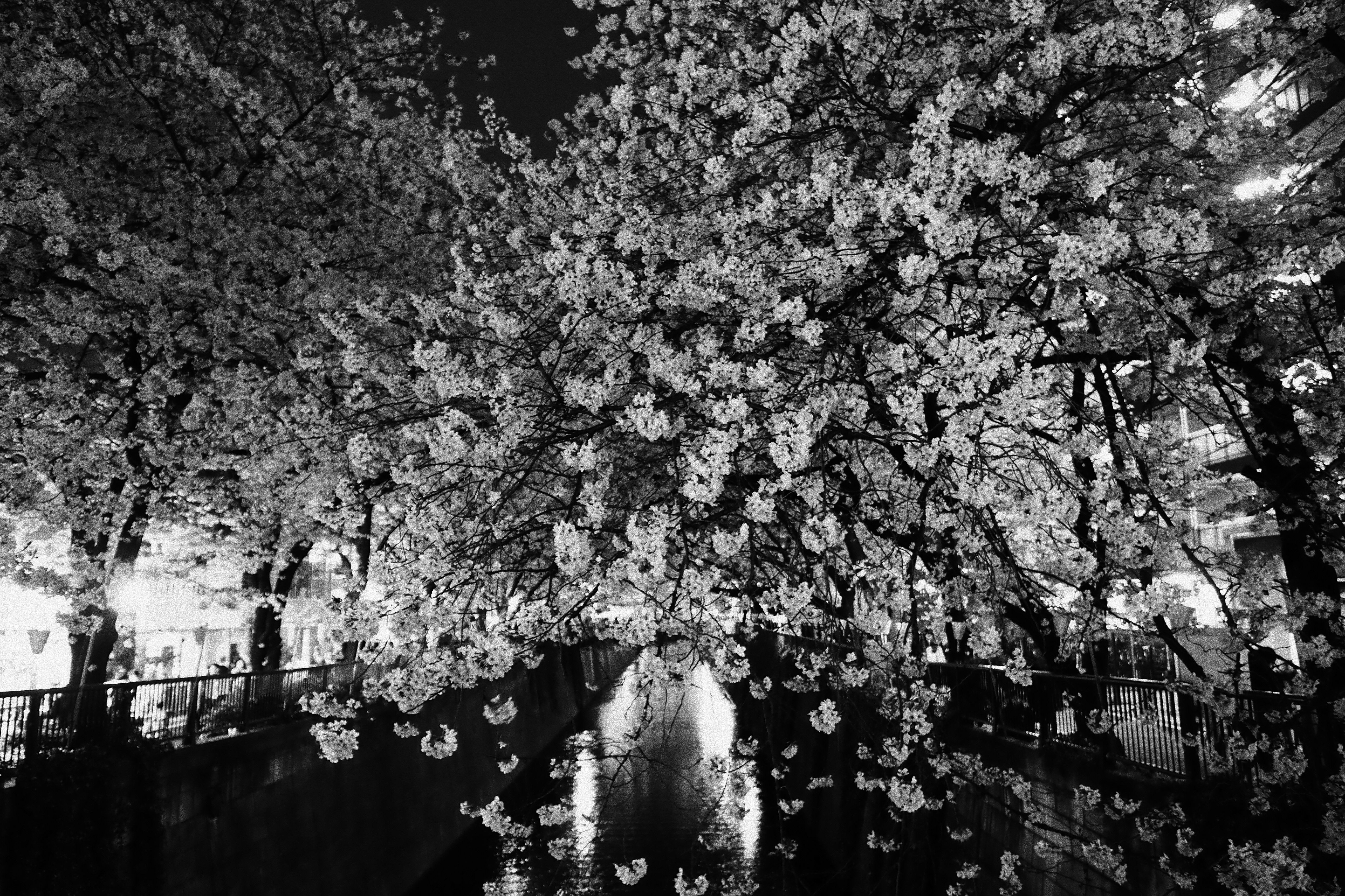 Black and White Sakura Wallpapers - Top Free Black and White Sakura ...