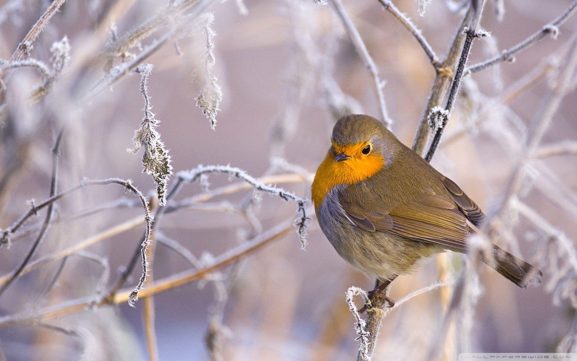 Winter Birds Desktop Wallpapers - Top Free Winter Birds Desktop ...