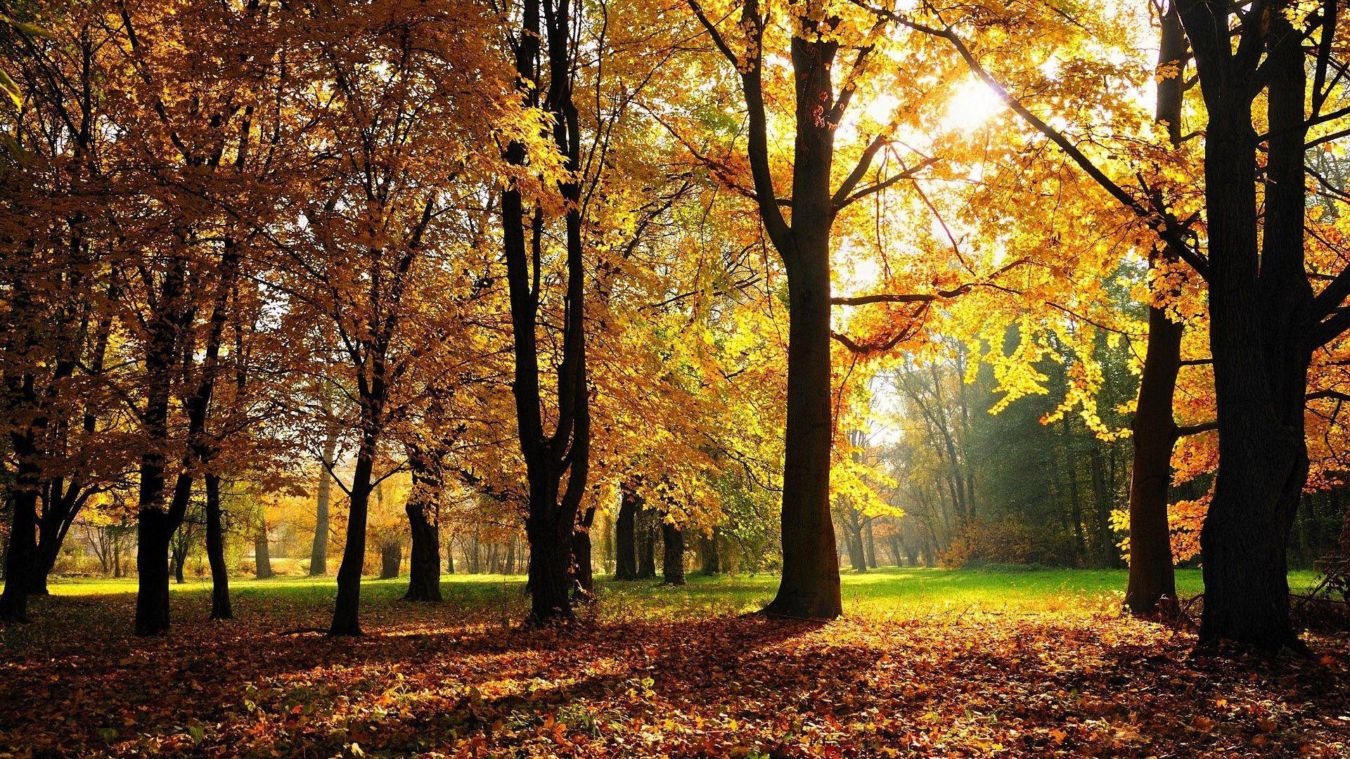 Tree Desktop Wallpapers - Top Free Tree Desktop Backgrounds ...