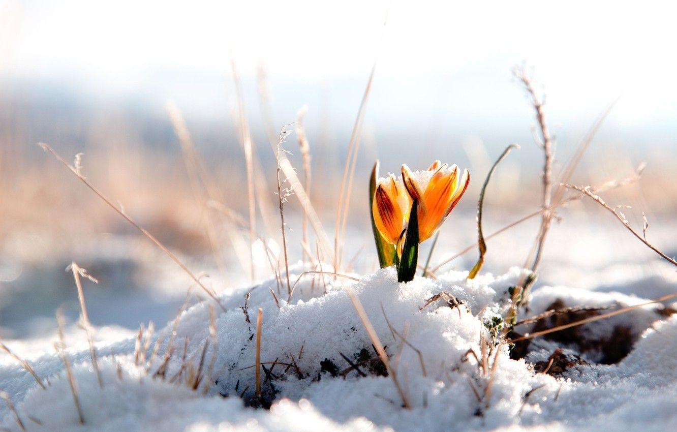 Winter Flower Desktop Wallpapers - Top Free Winter Flower Desktop ...