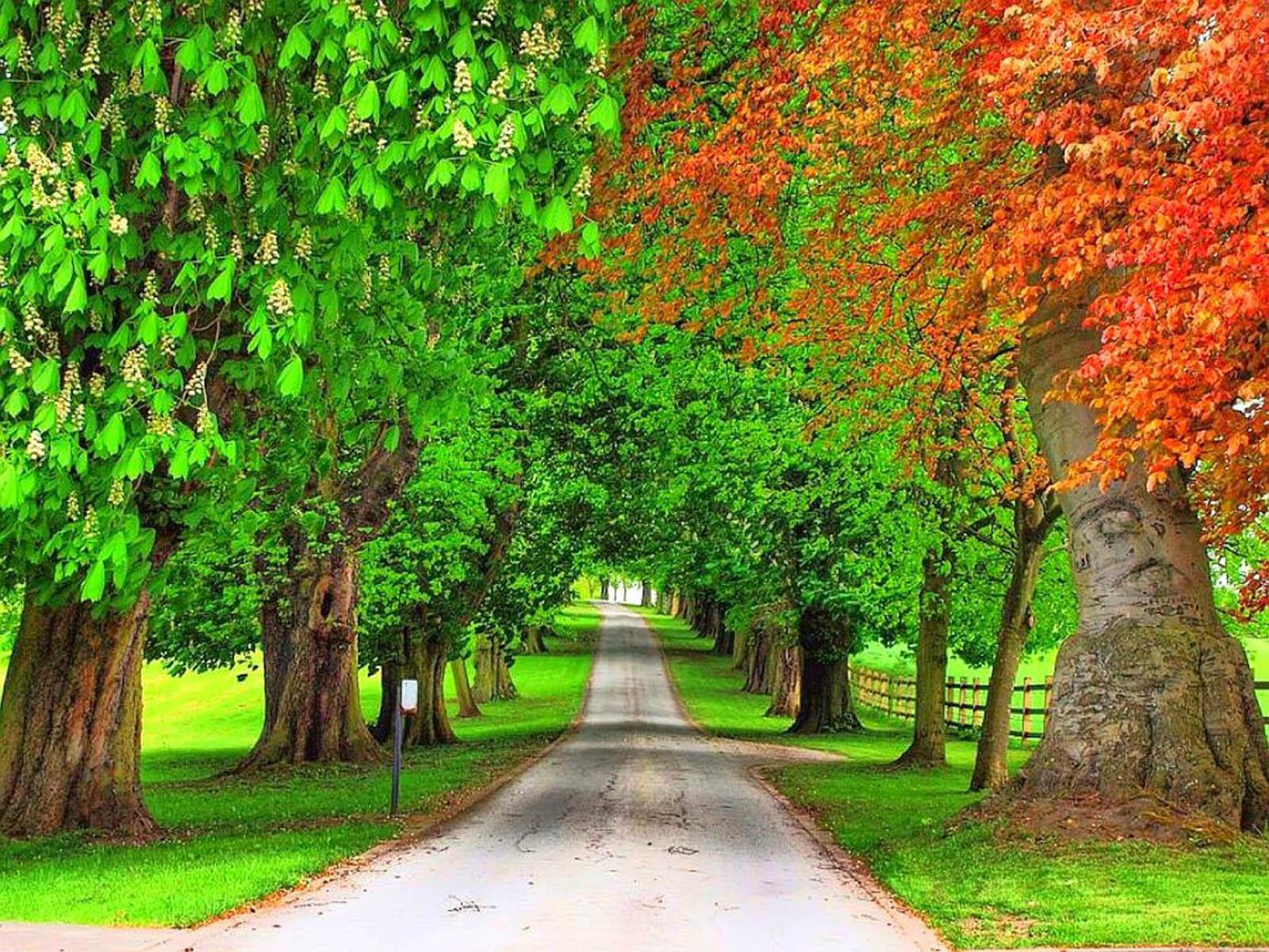 Tree Desktop Wallpapers - Top Free Tree Desktop Backgrounds ...