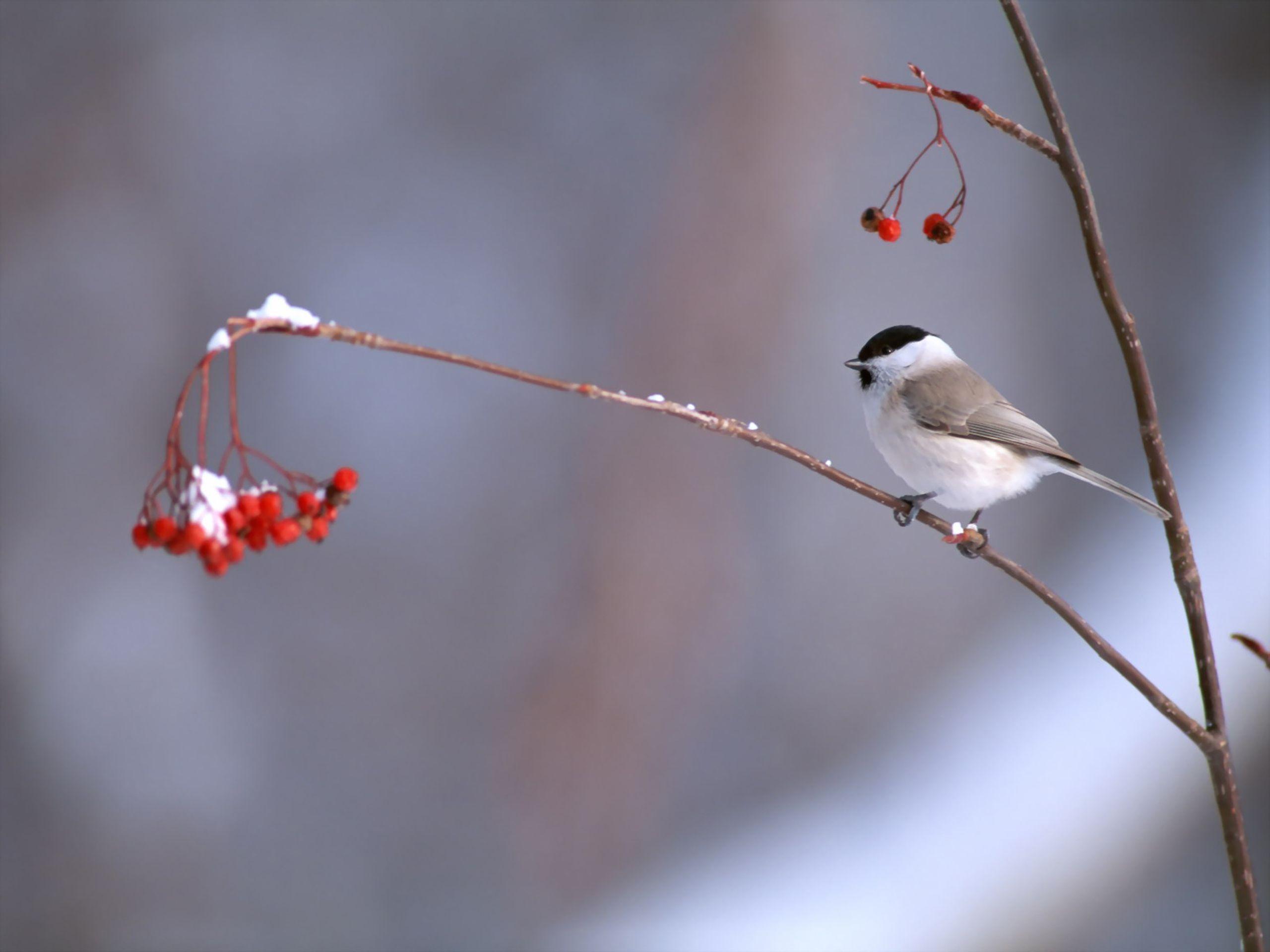 Winter Birds Desktop Wallpapers - Top Free Winter Birds Desktop ...