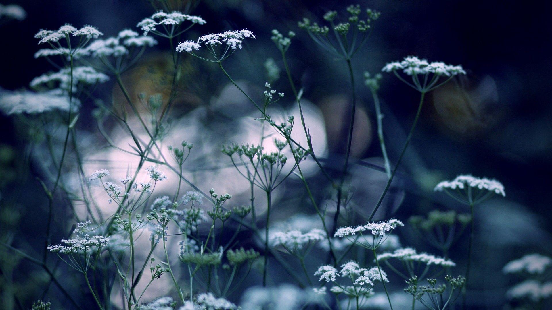 Winter Flower Desktop Wallpapers - Top Free Winter Flower Desktop ...