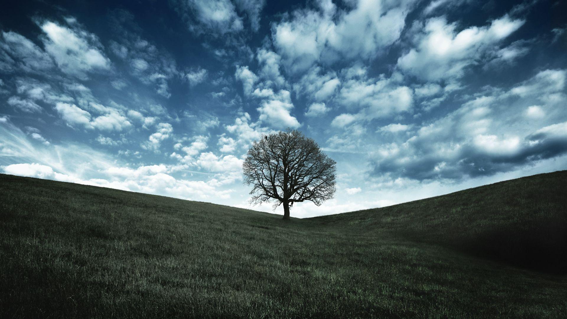 Tree Desktop Wallpapers - Top Free Tree Desktop Backgrounds ...