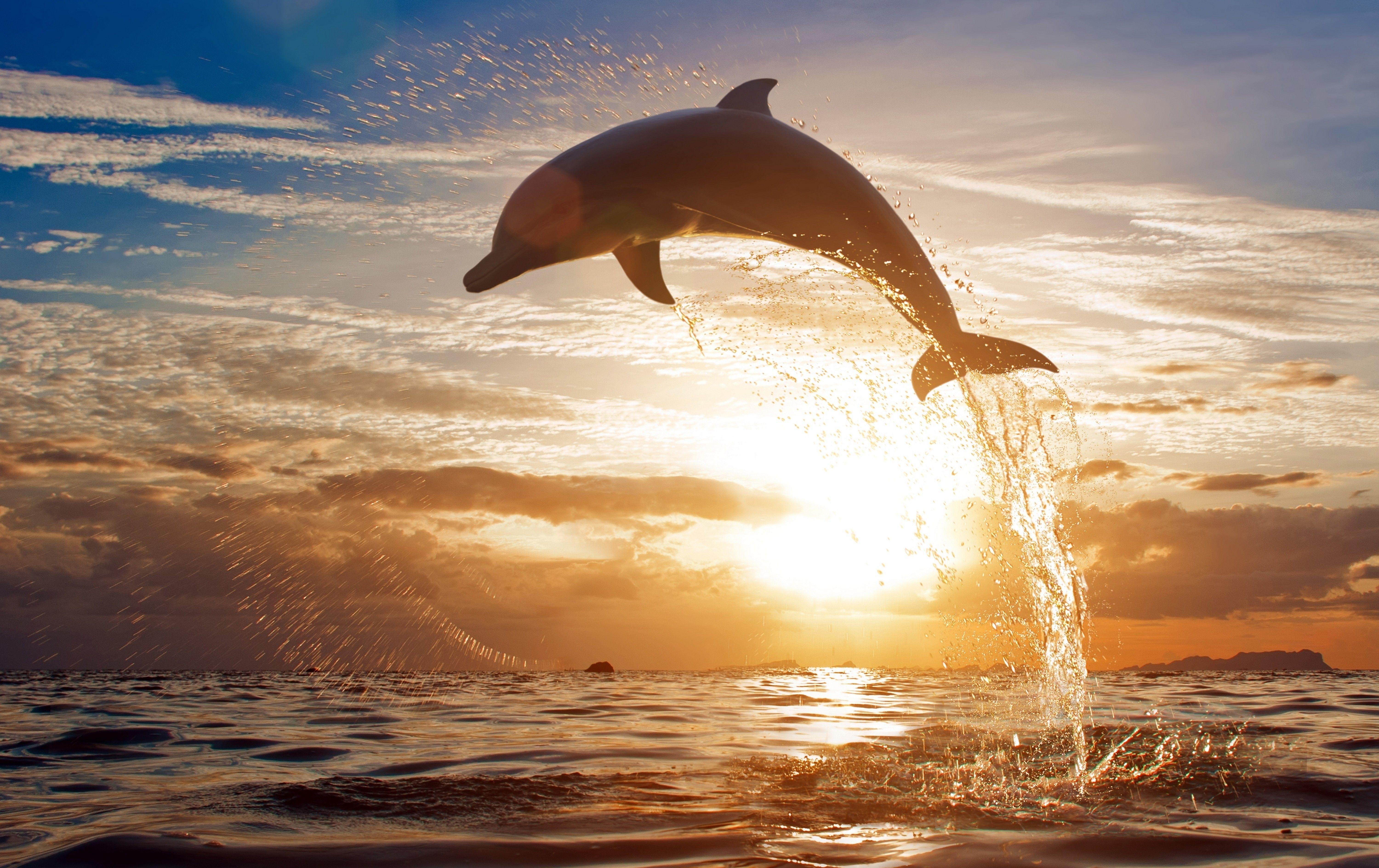Cool Dolphin Desktop Wallpapers - Top Free Cool Dolphin Desktop ...