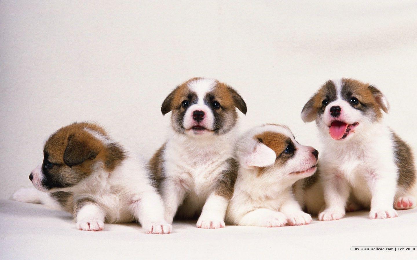 Puppies Desktop Wallpapers - Top Free Puppies Desktop Backgrounds ...