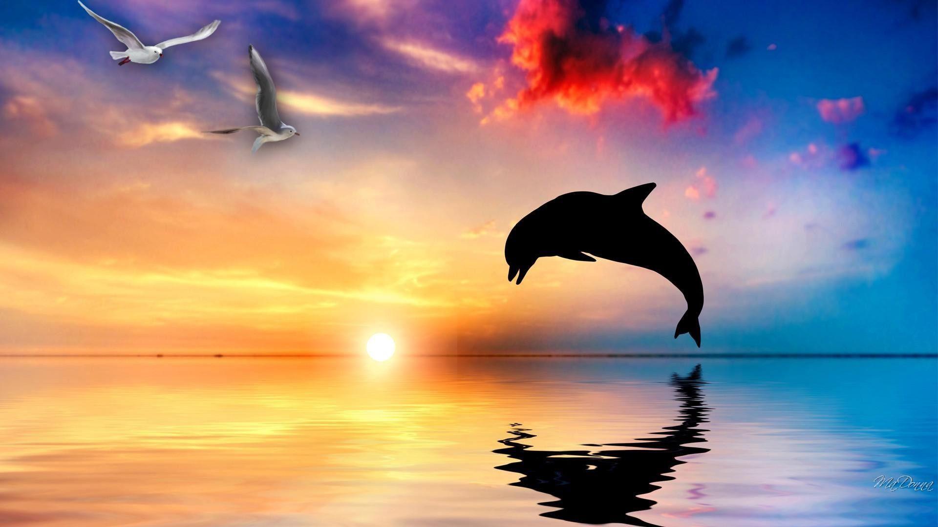Dolphin Desktop Wallpapers - Top Free Dolphin Desktop Backgrounds ...