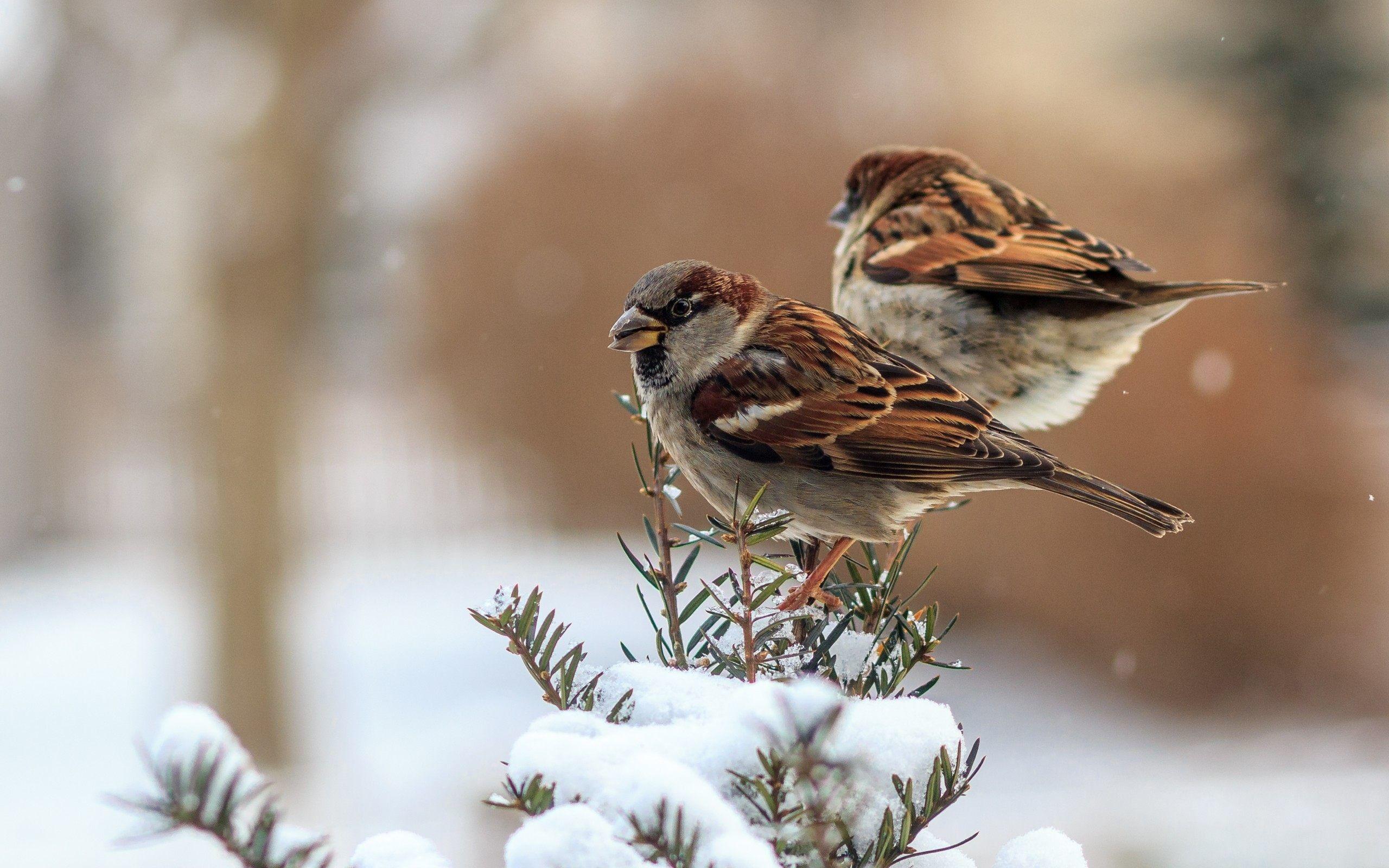 Winter Birds Desktop Wallpapers - Top Free Winter Birds Desktop ...
